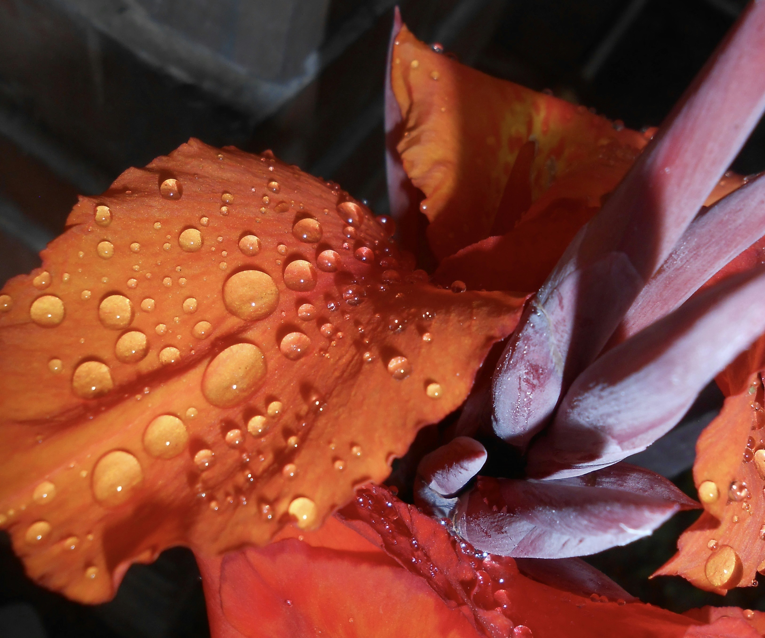 Close-up of a vibrant orange flower petal with water droplets, highlighting texture and color with glistening highlights.
