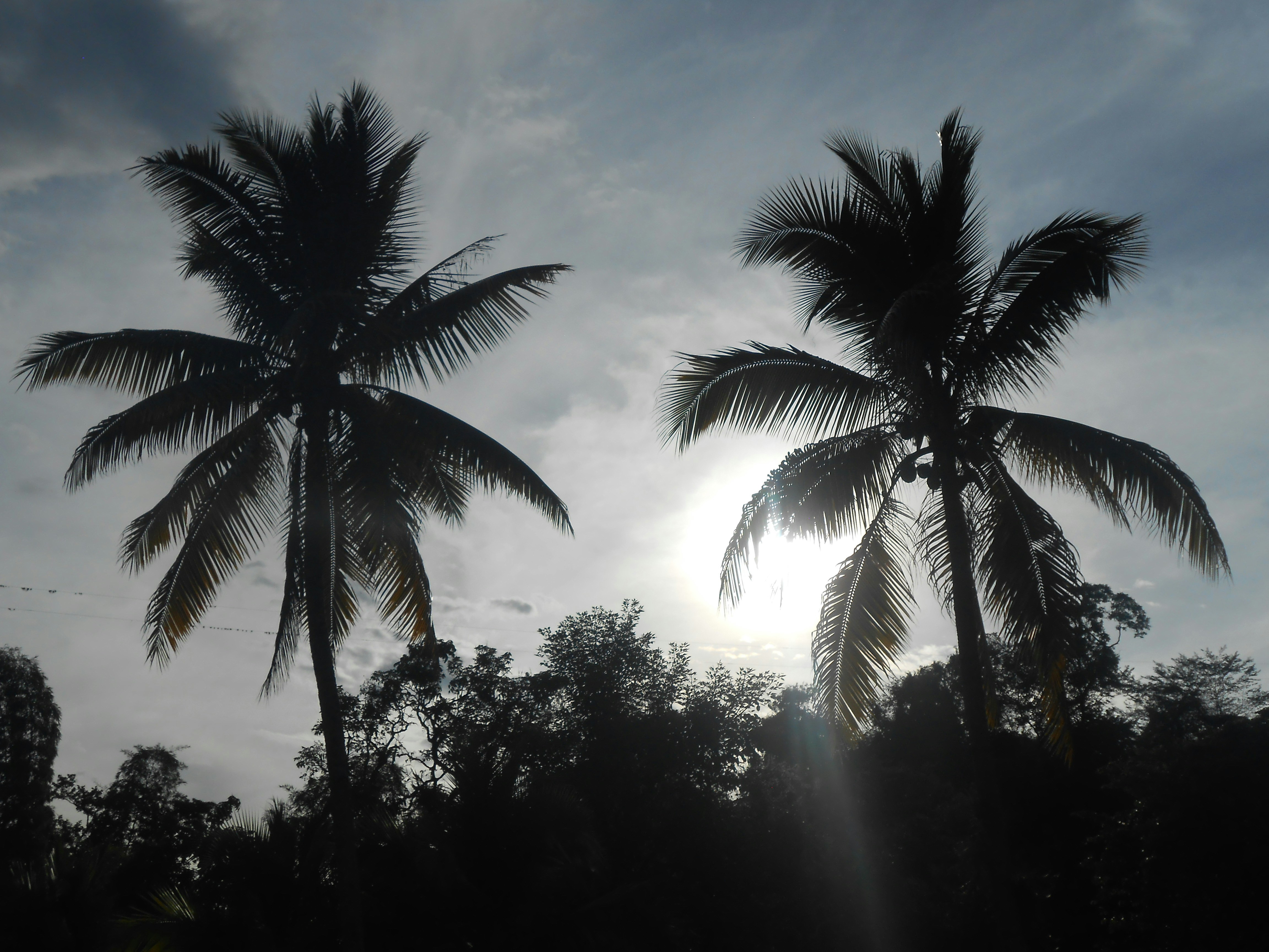 Sunlit Silhouettes: Twin Palms Against a Dawn Chorus
