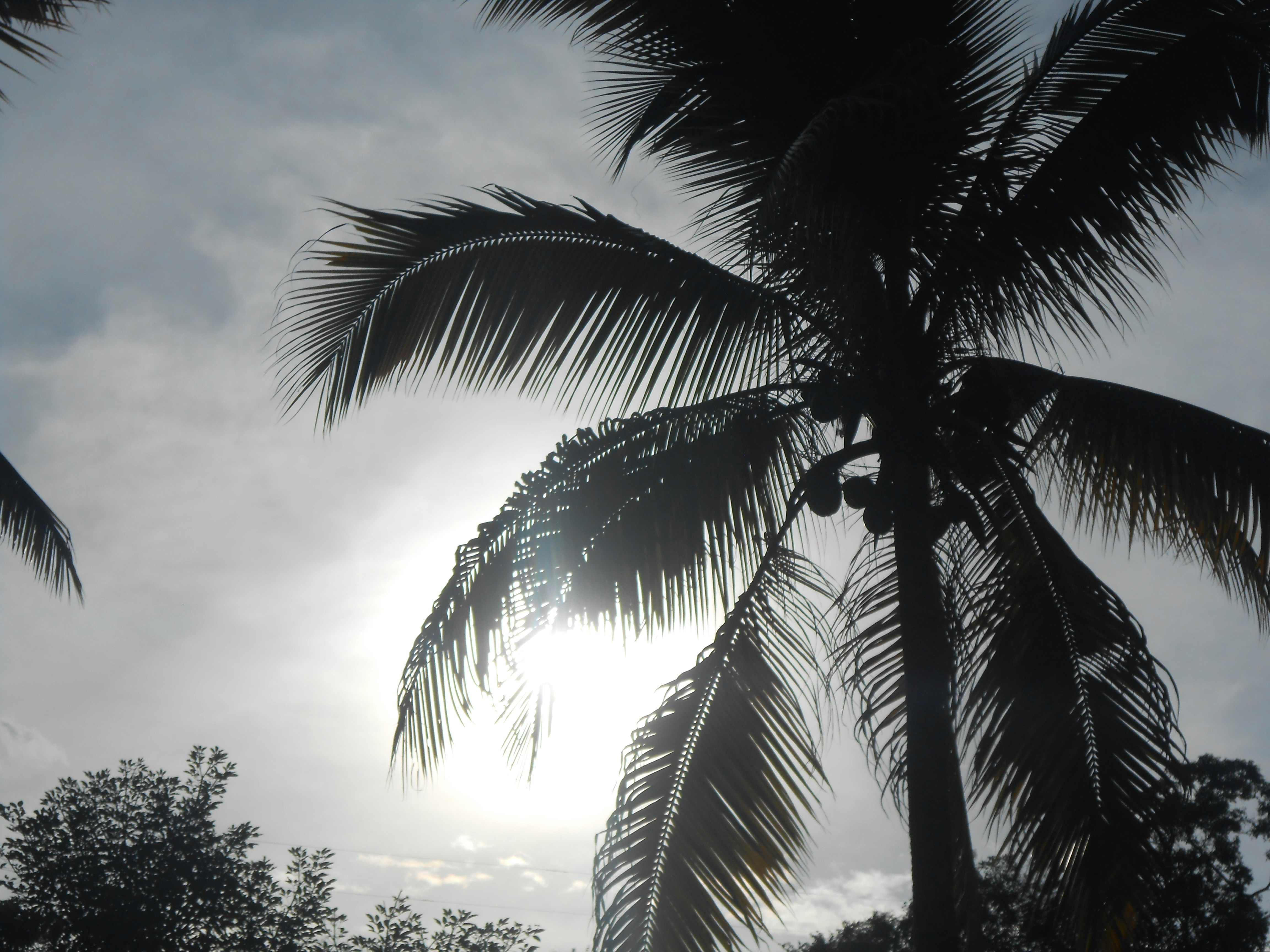 Silhouetted Palm Crest Against a Backlit Sky