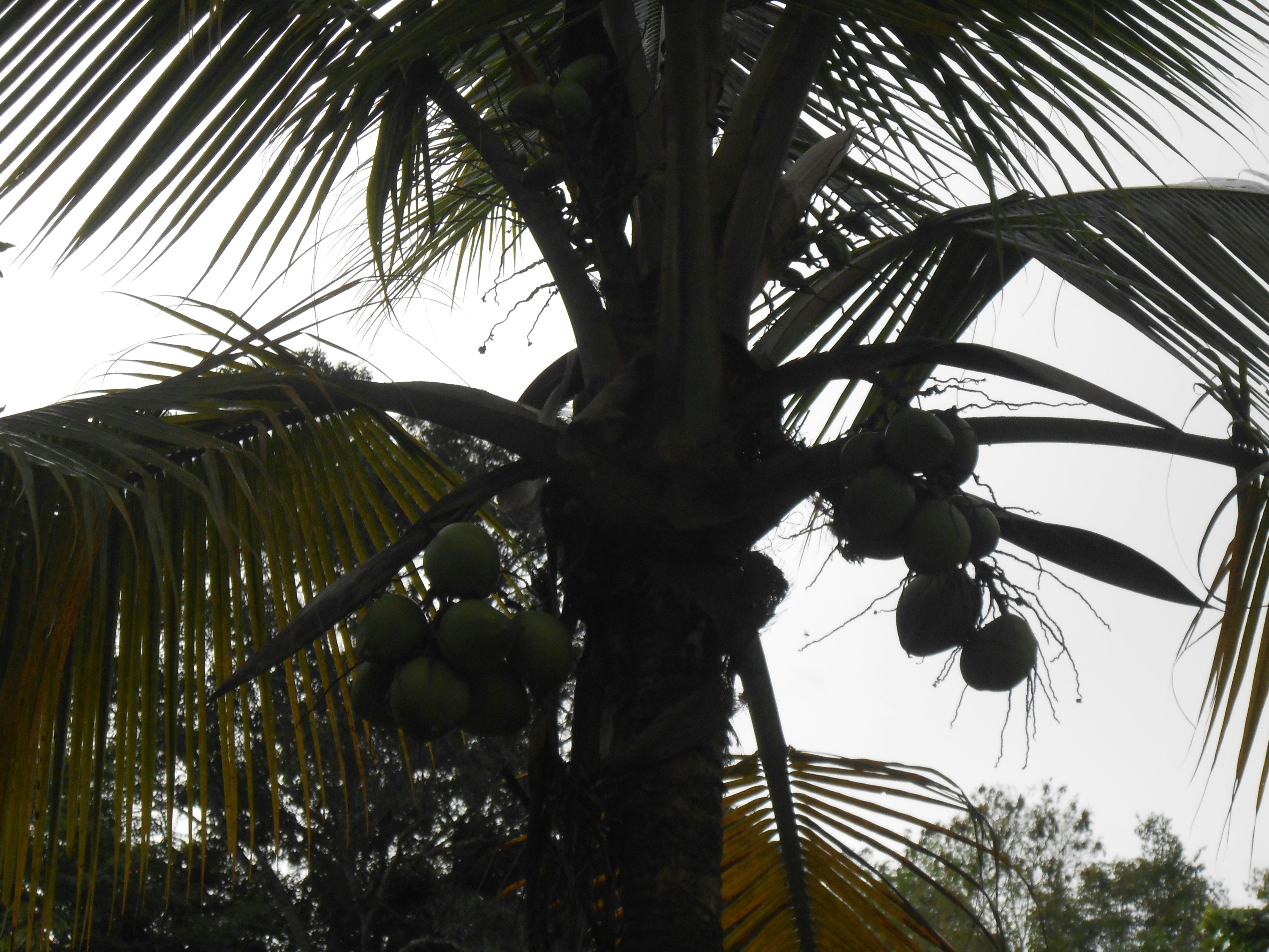 Palm Fronds and Fruit Cluster: Solar Silhouettes Under a Narrow Canopy