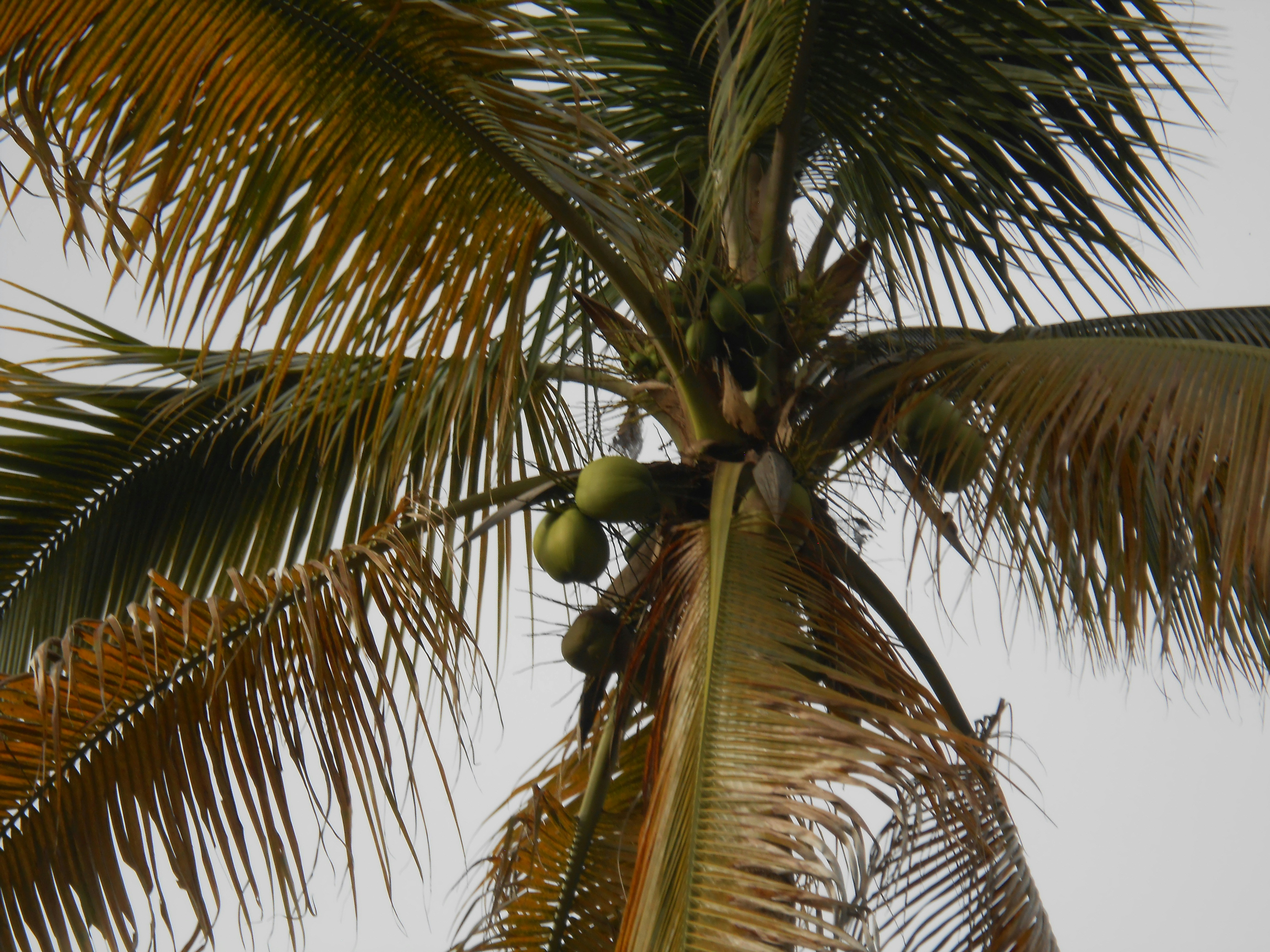 Coconut Cluster Framing a Frond-Rimmed Sky