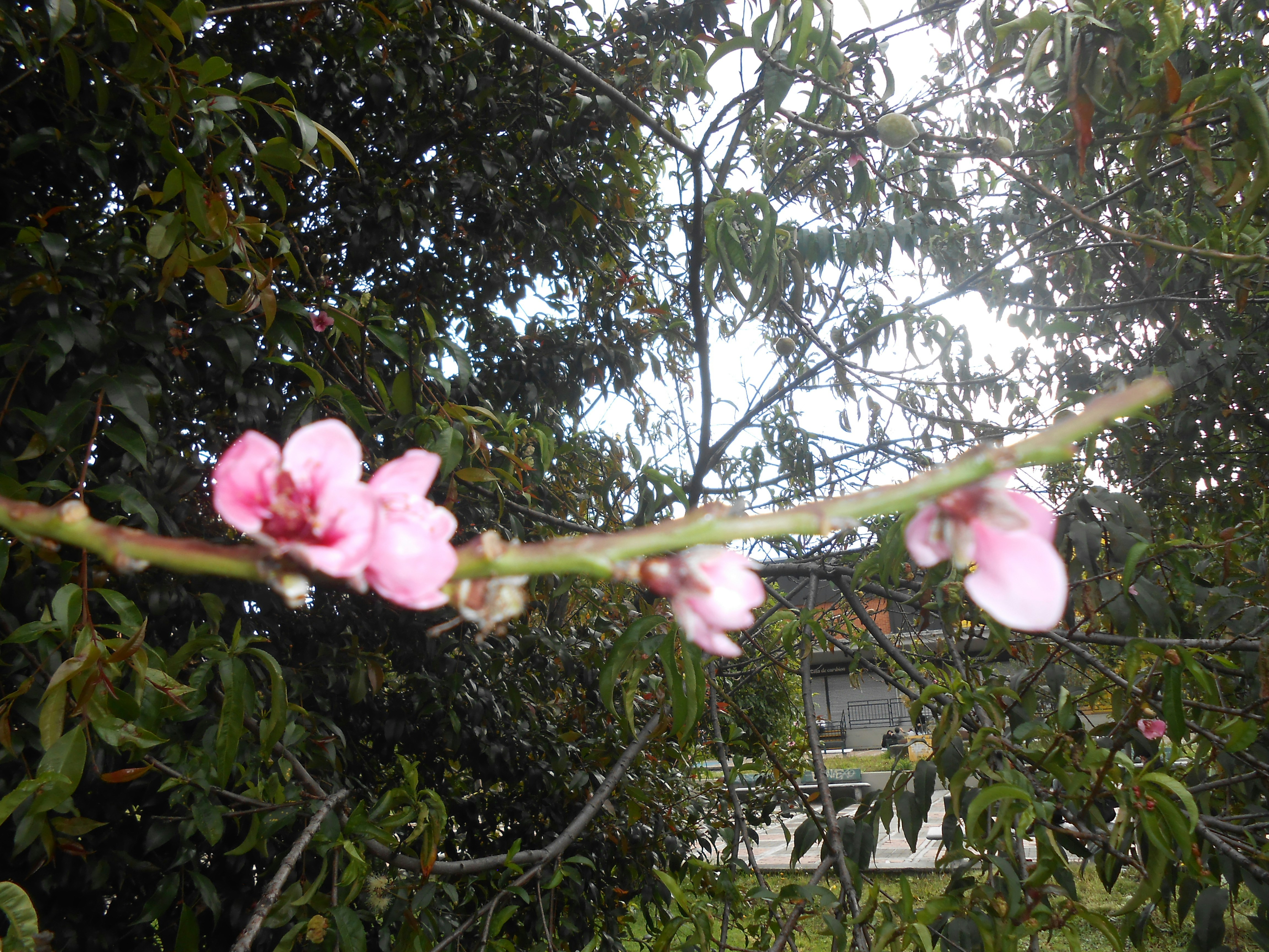 Blossom in the Orchard Window: A Soft Pink Moment in Morning Light