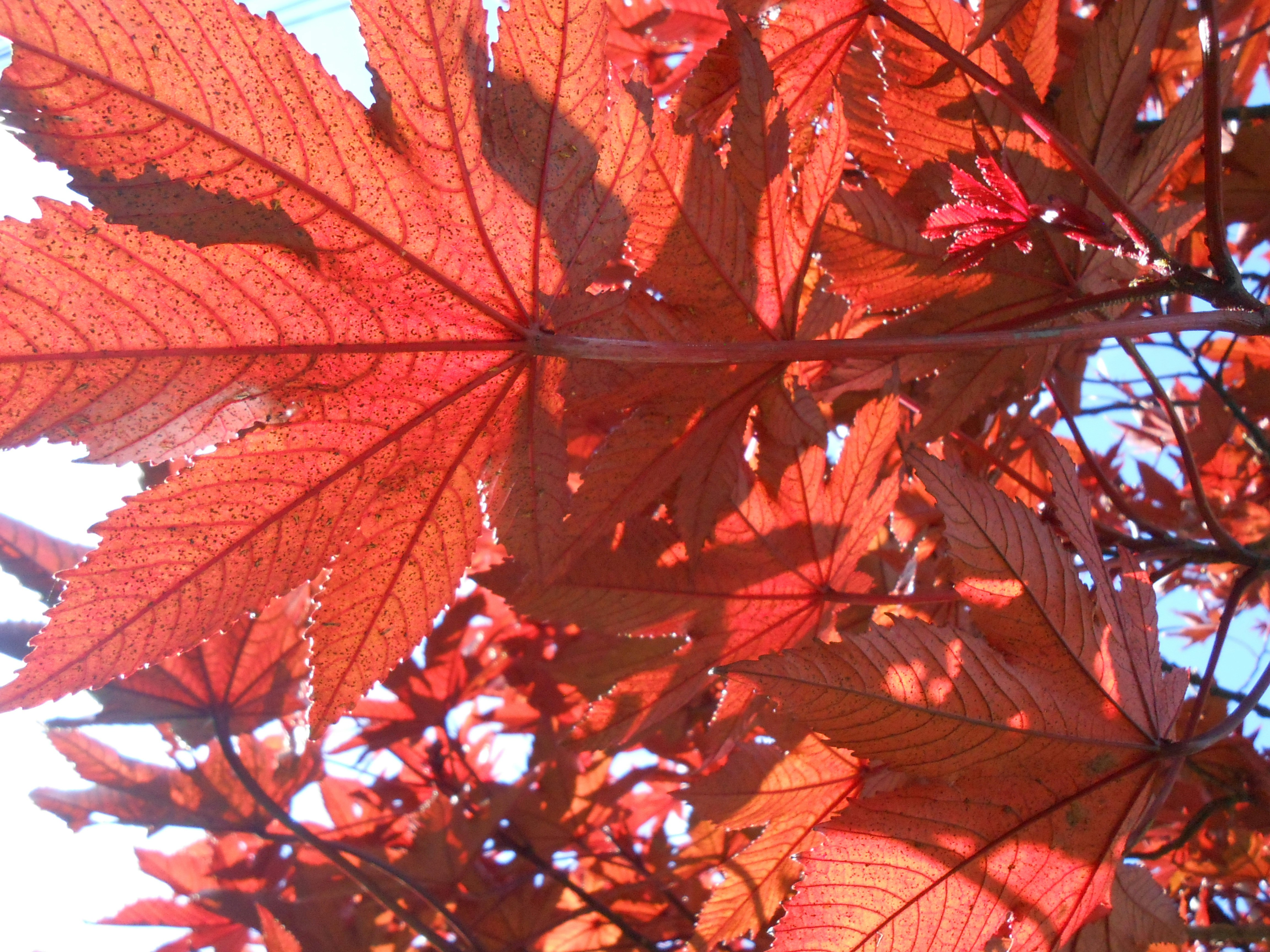 Crimson Maple Canopy: Sunlit Foliage in Autumn Light