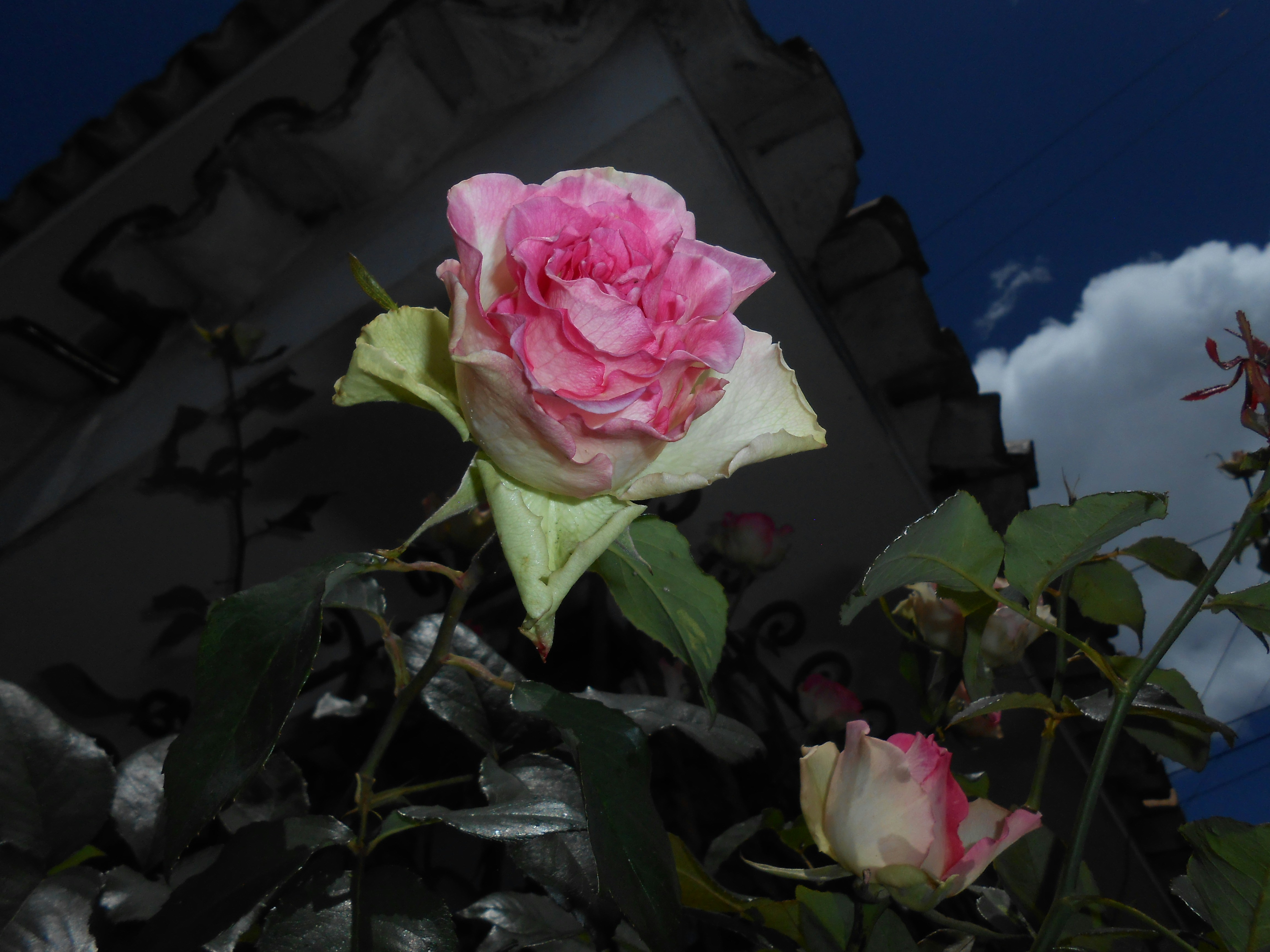 Pink Rose in Focus Against a Dark Facade