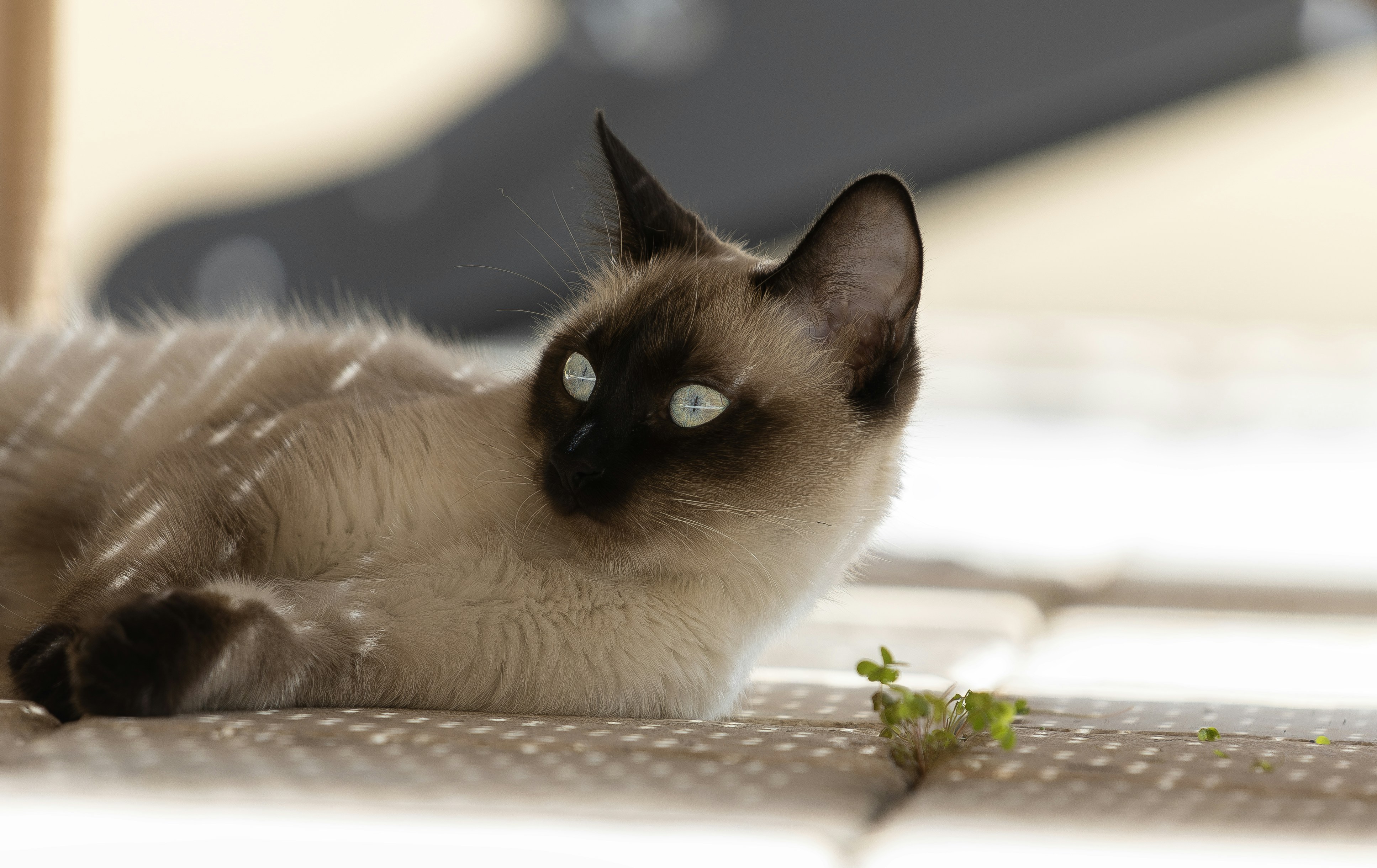 Cream- and chocolate-point cat lounges on a sunlit patio, eyes pale and reflective as light patterns trace across fur.