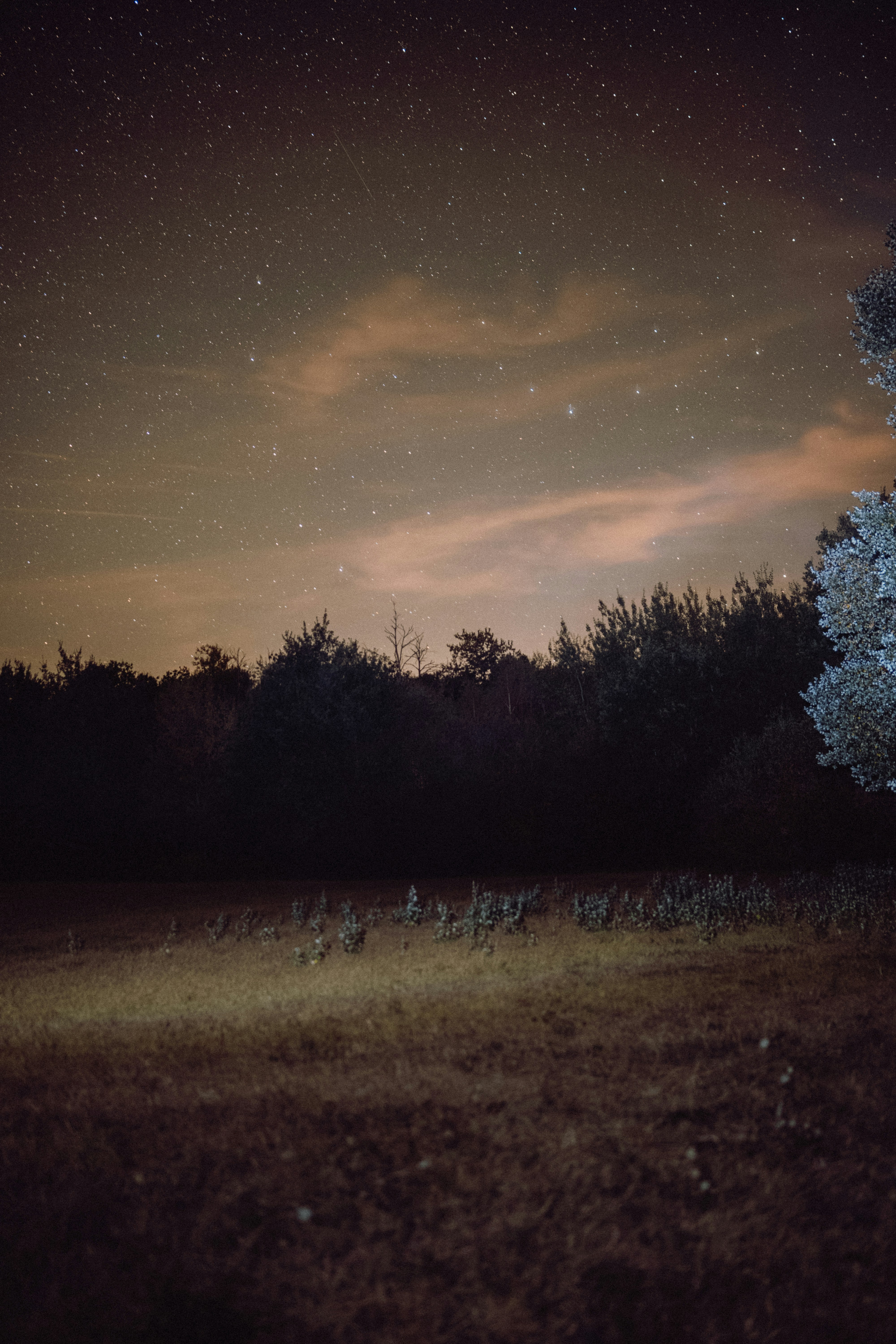 Starlit Meadow: Quiet Night Under a Velvet Sky