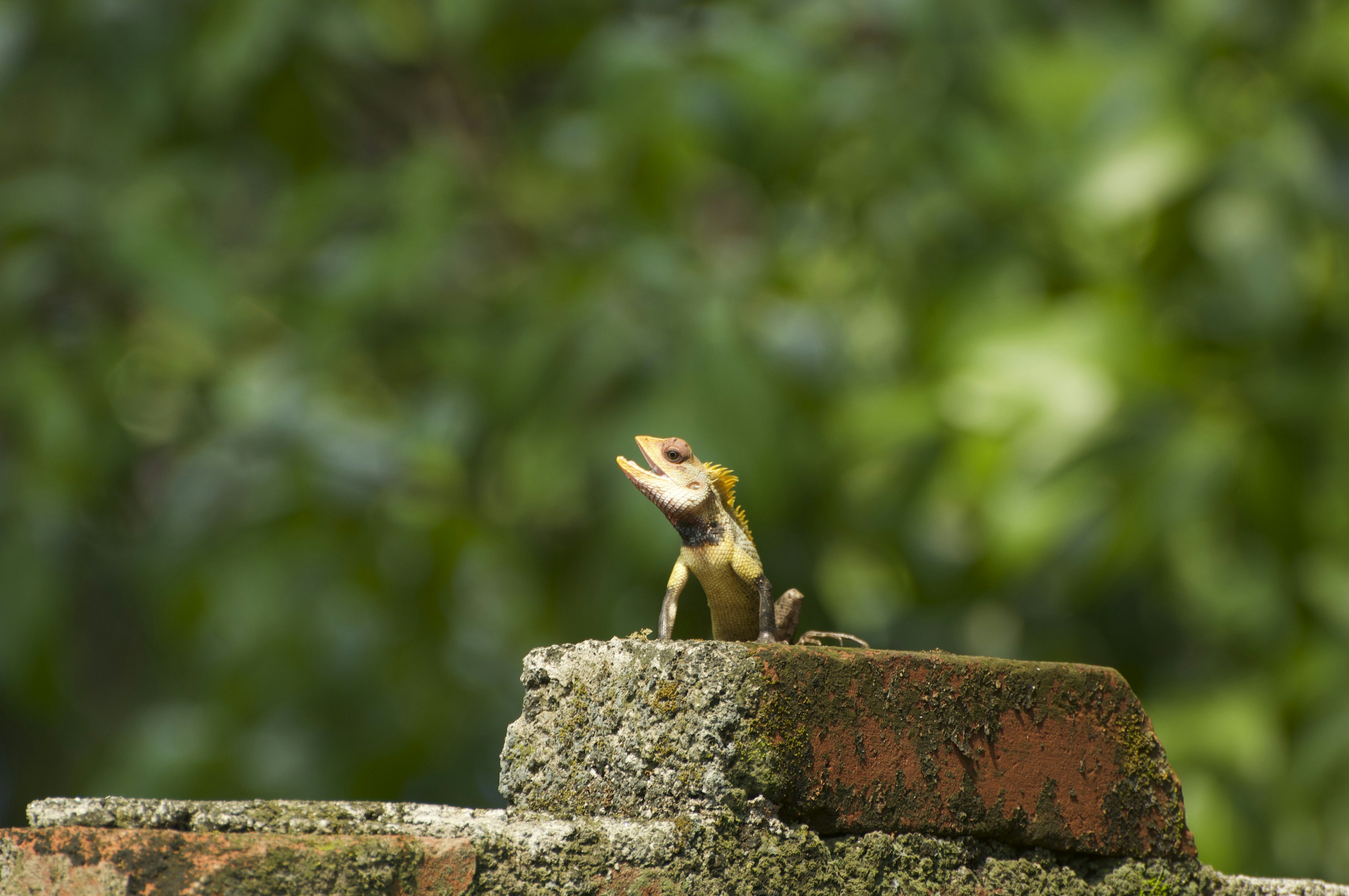 Lizard on a Brick Stage: A Tiny Performer Reaches for the Sun