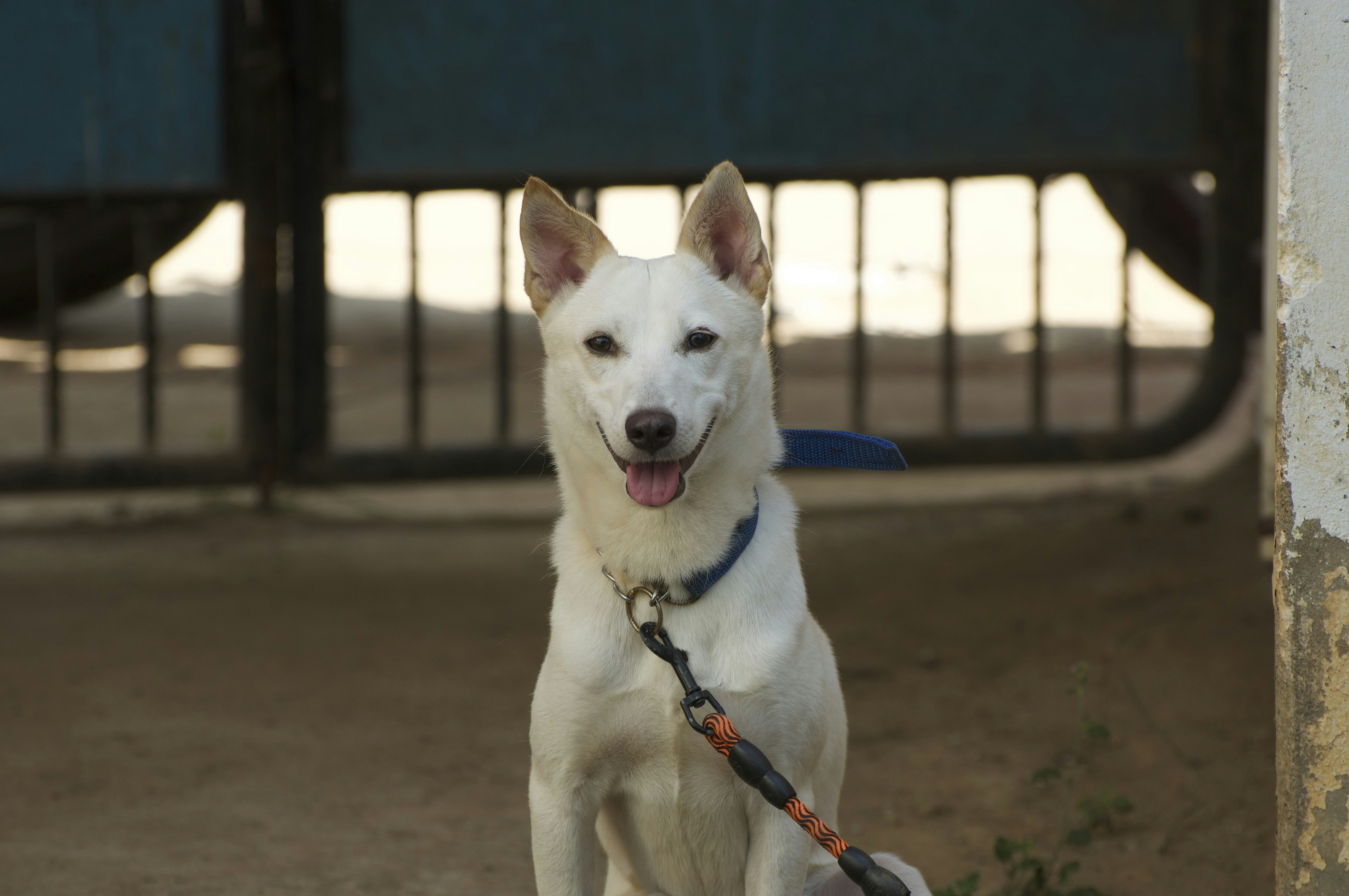 A white dog wearing a blue collar sits on dusty ground with a leash in front of a simple outdoor setting, centered in the frame.