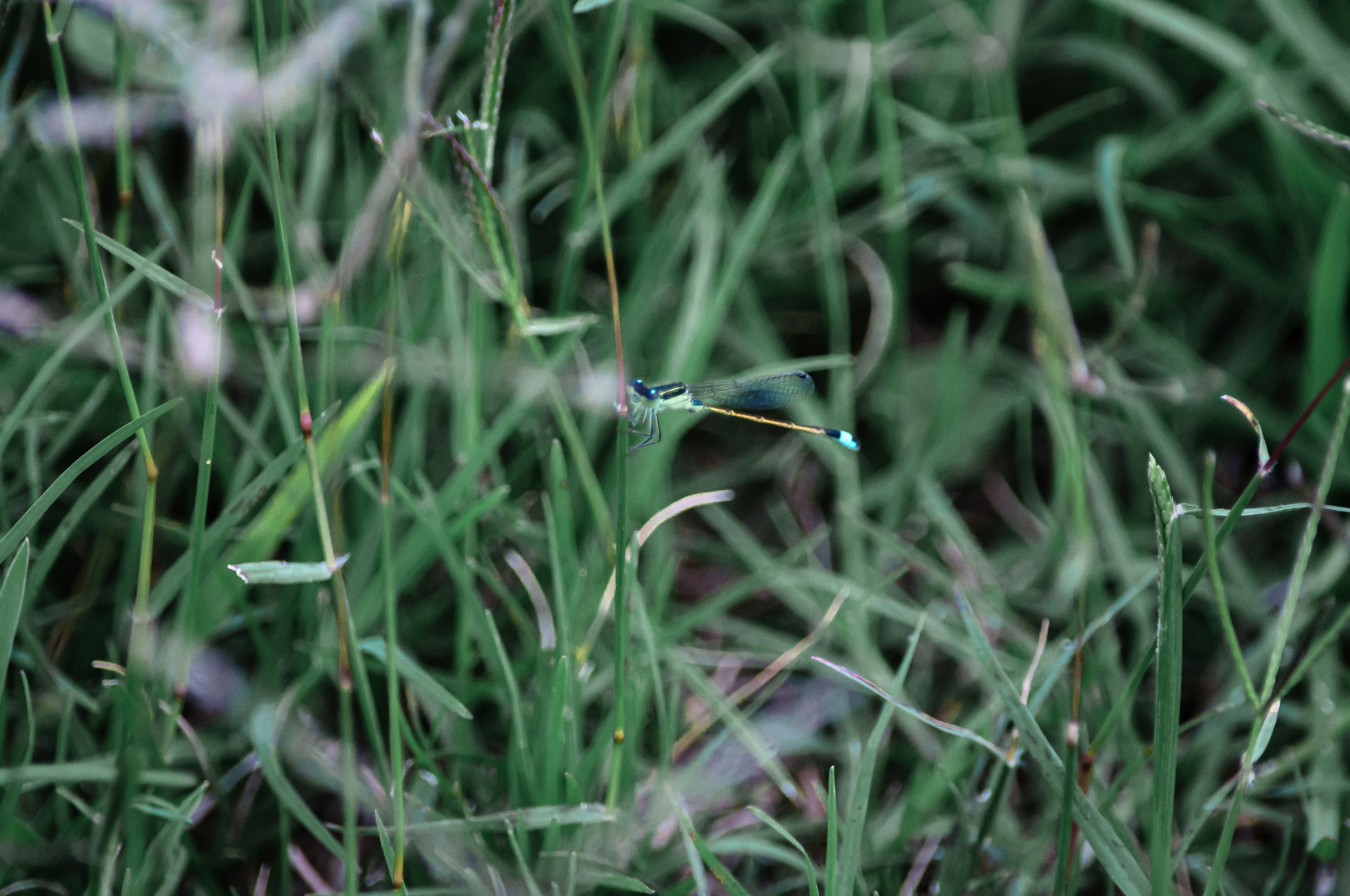A delicate dragonfly skims a dewy grass blade at dawn