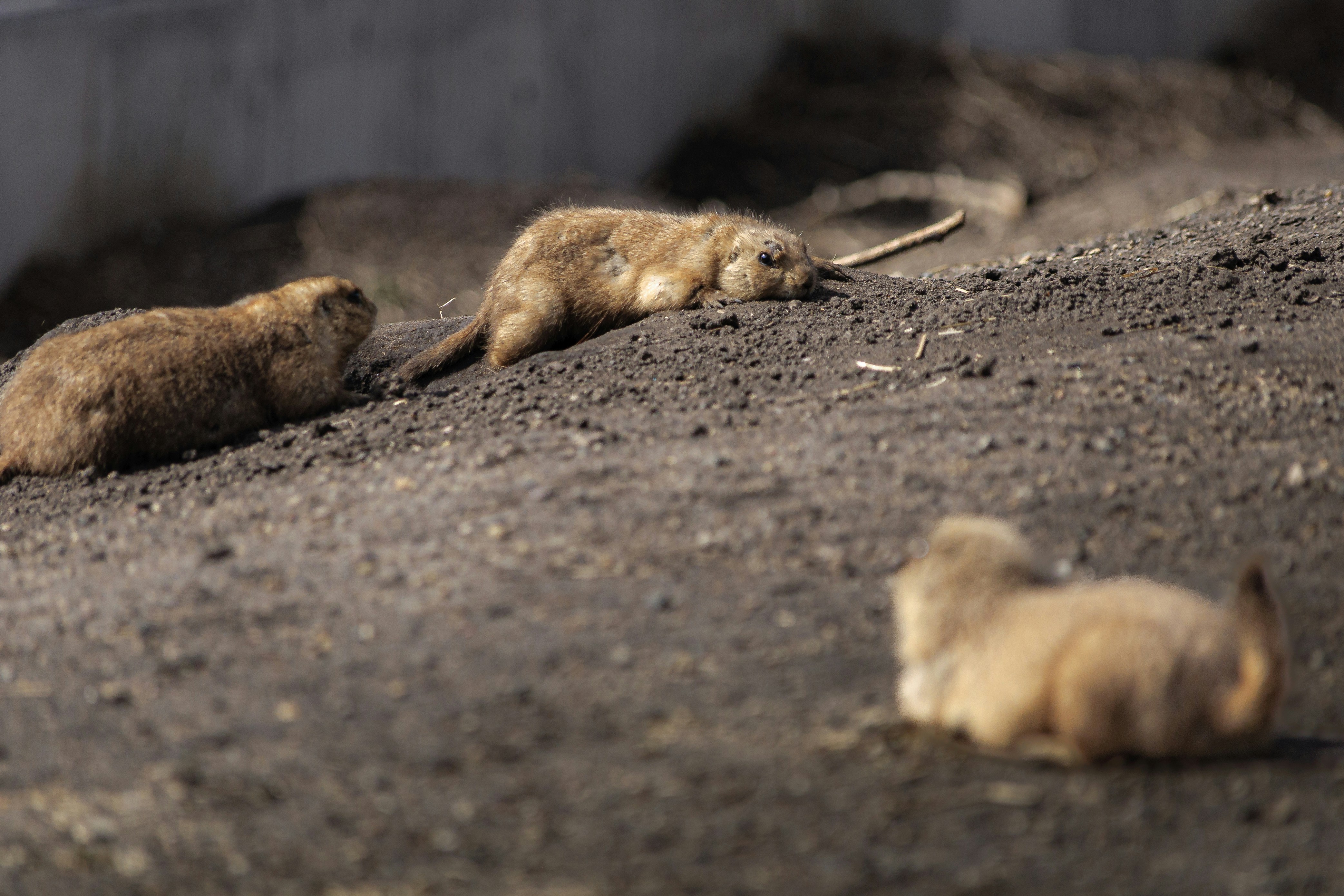 Languid Dormouse Dunes: Dormant Rodentry in Sun-Flicker Gravel