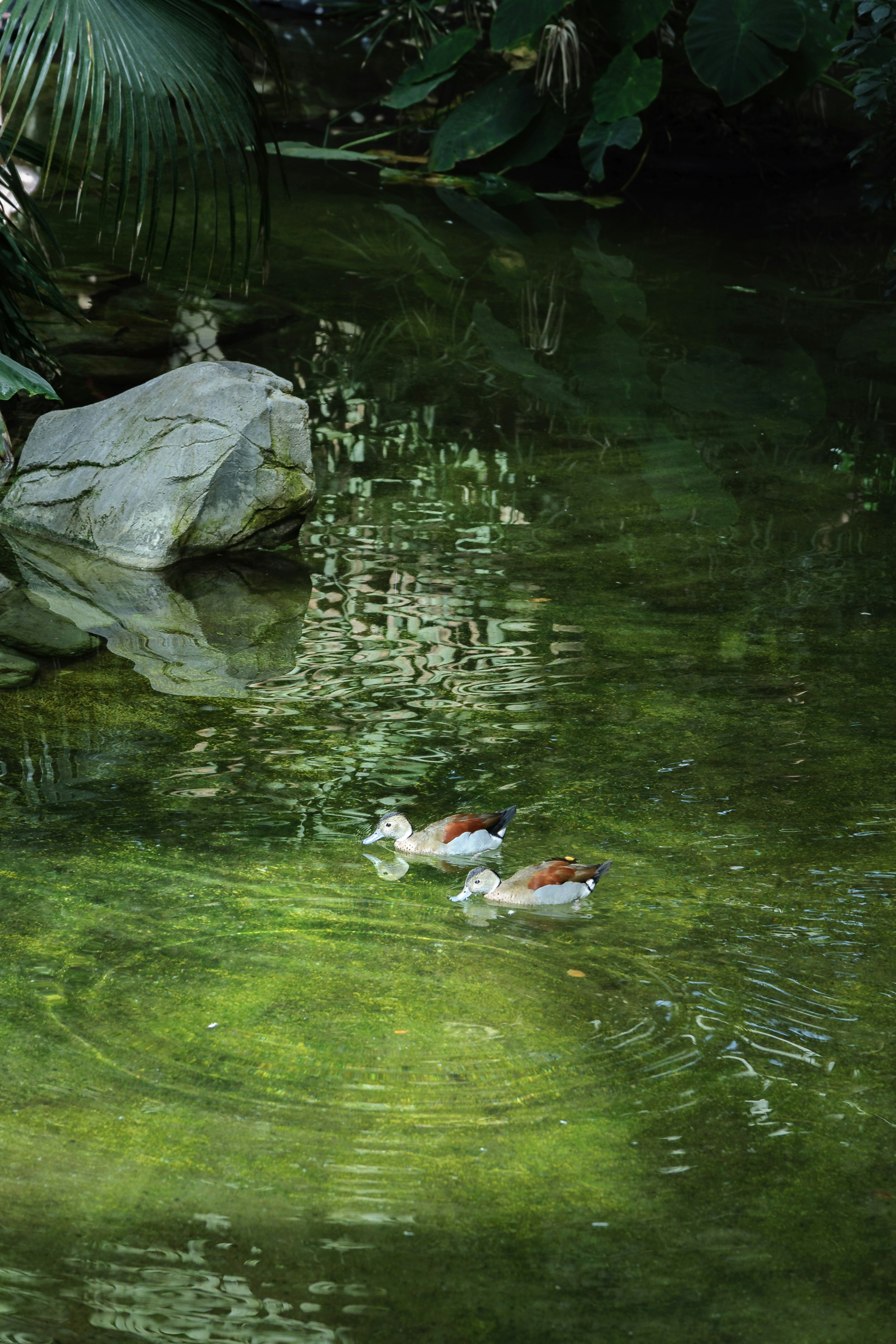 Emerald Ripples: Two Ducks Glide through Green Quiet