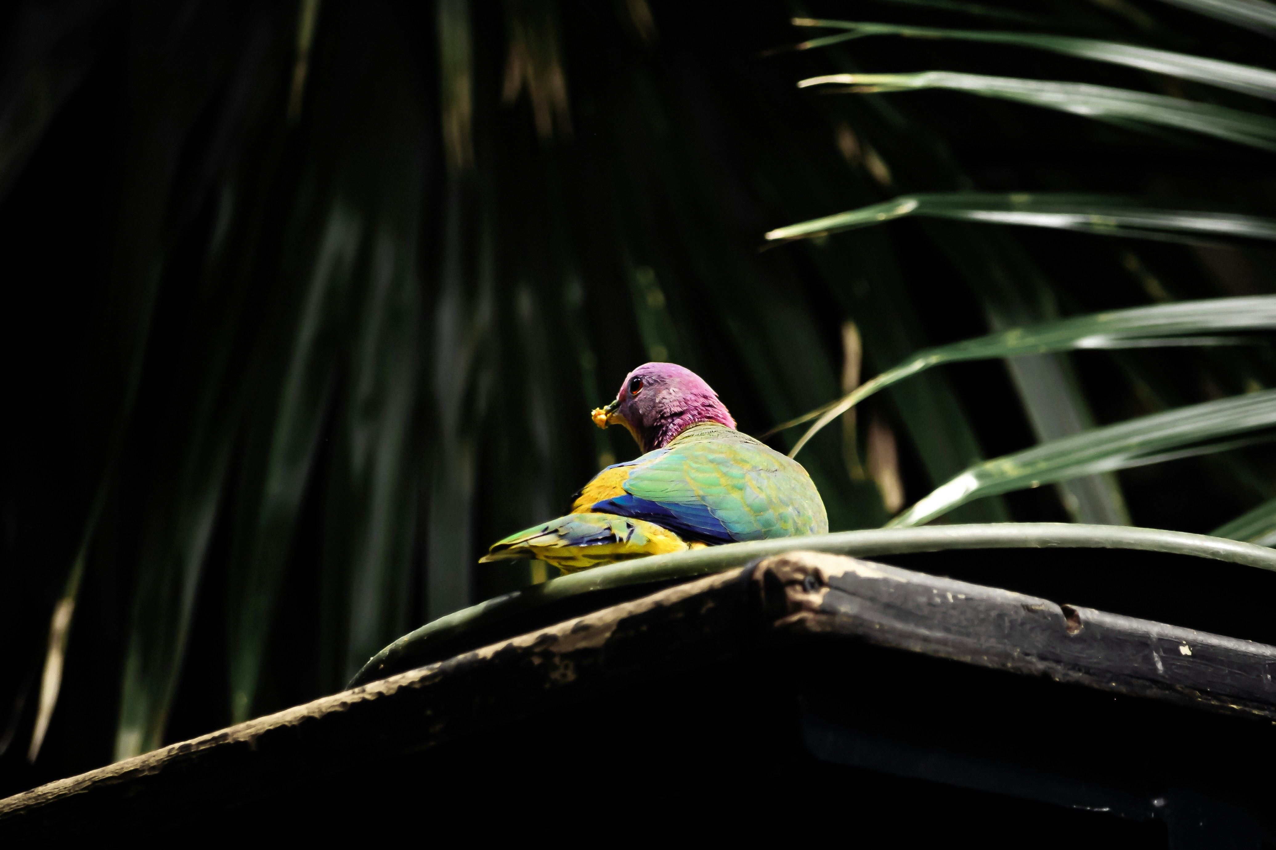 Vivid Exotic: A Rainbow Lorikeet perched on a rain-dark prow