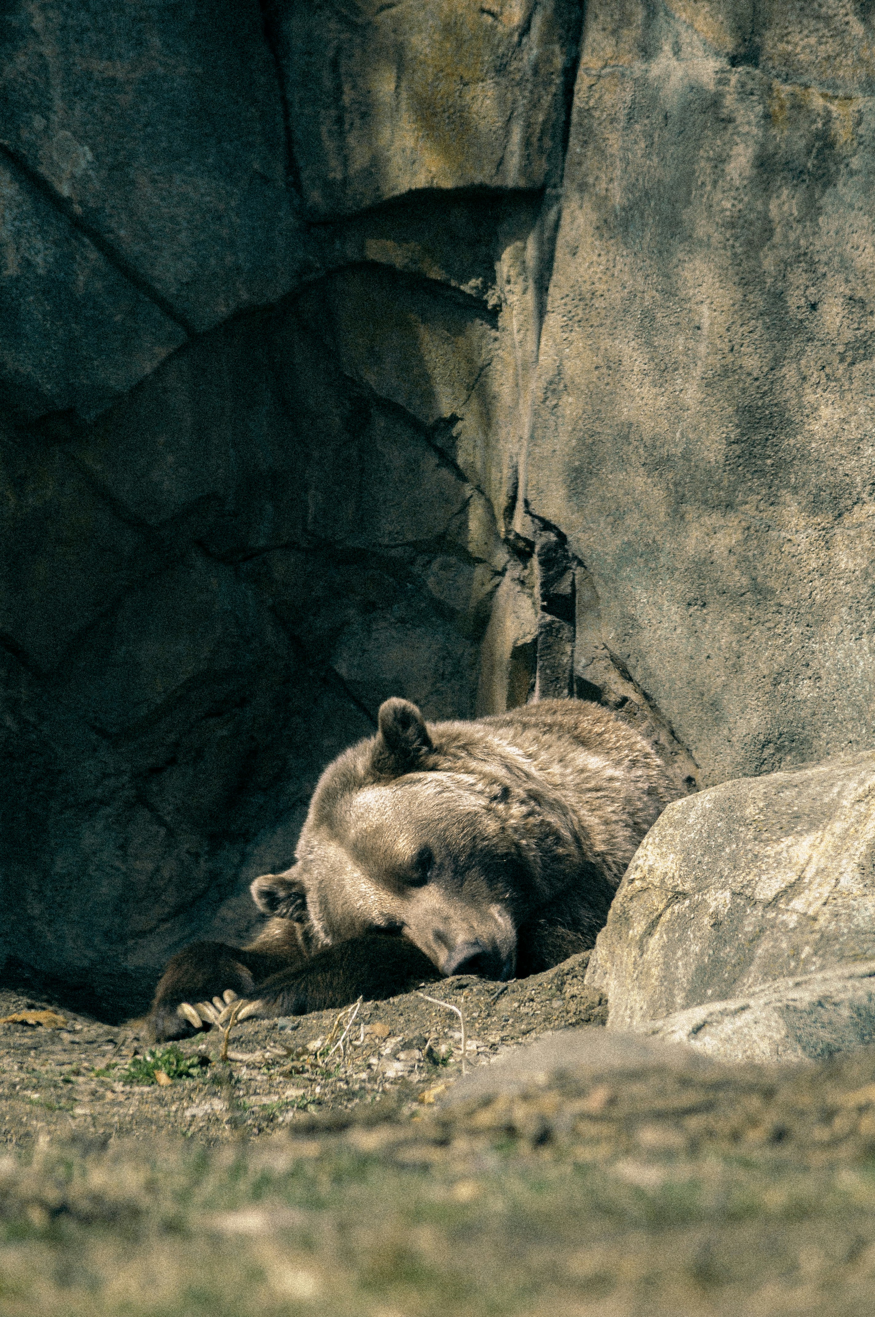 Resting in the Shadowed Rock Nook