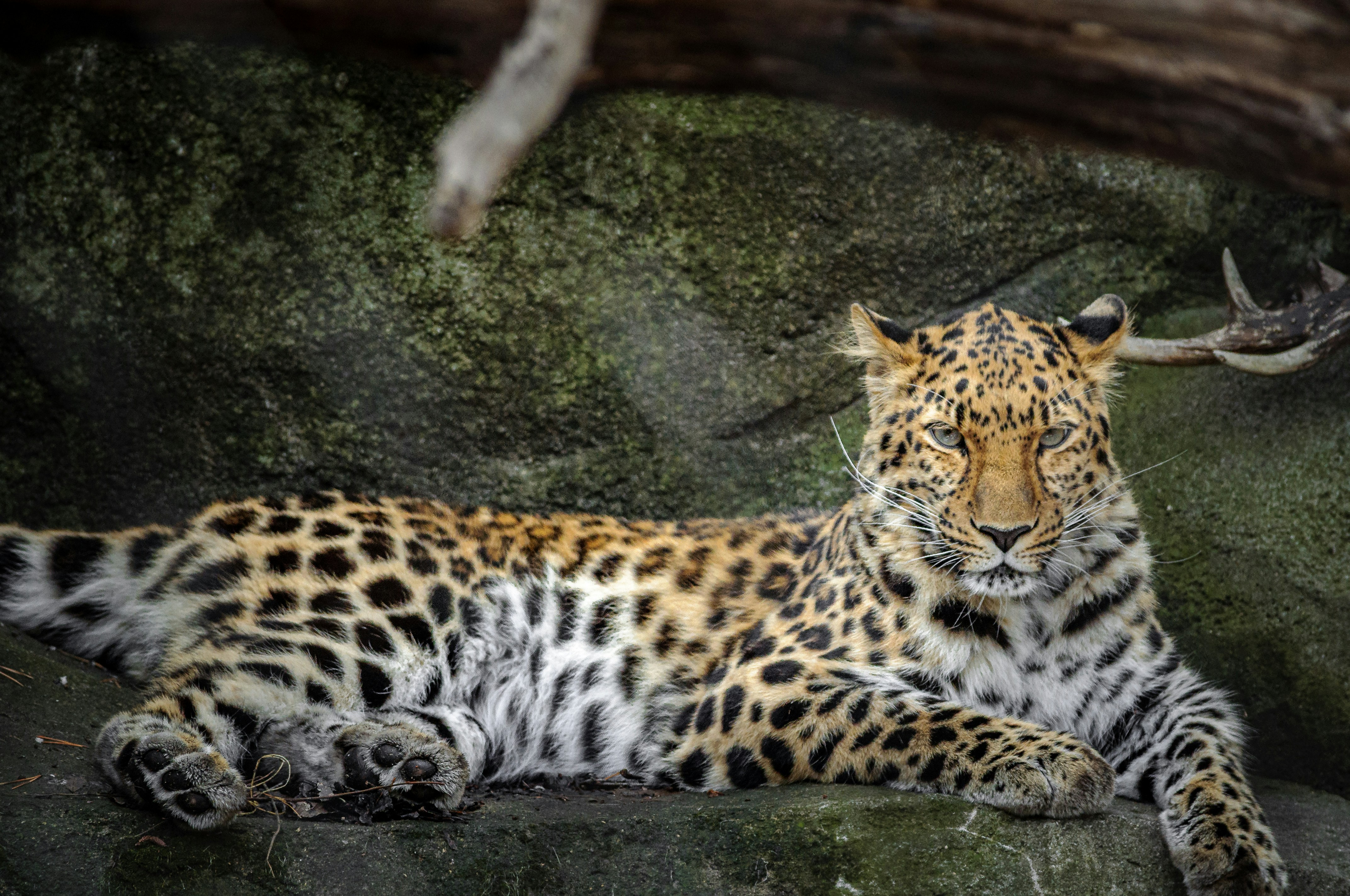 Leopard Reclining in Dappled Shade