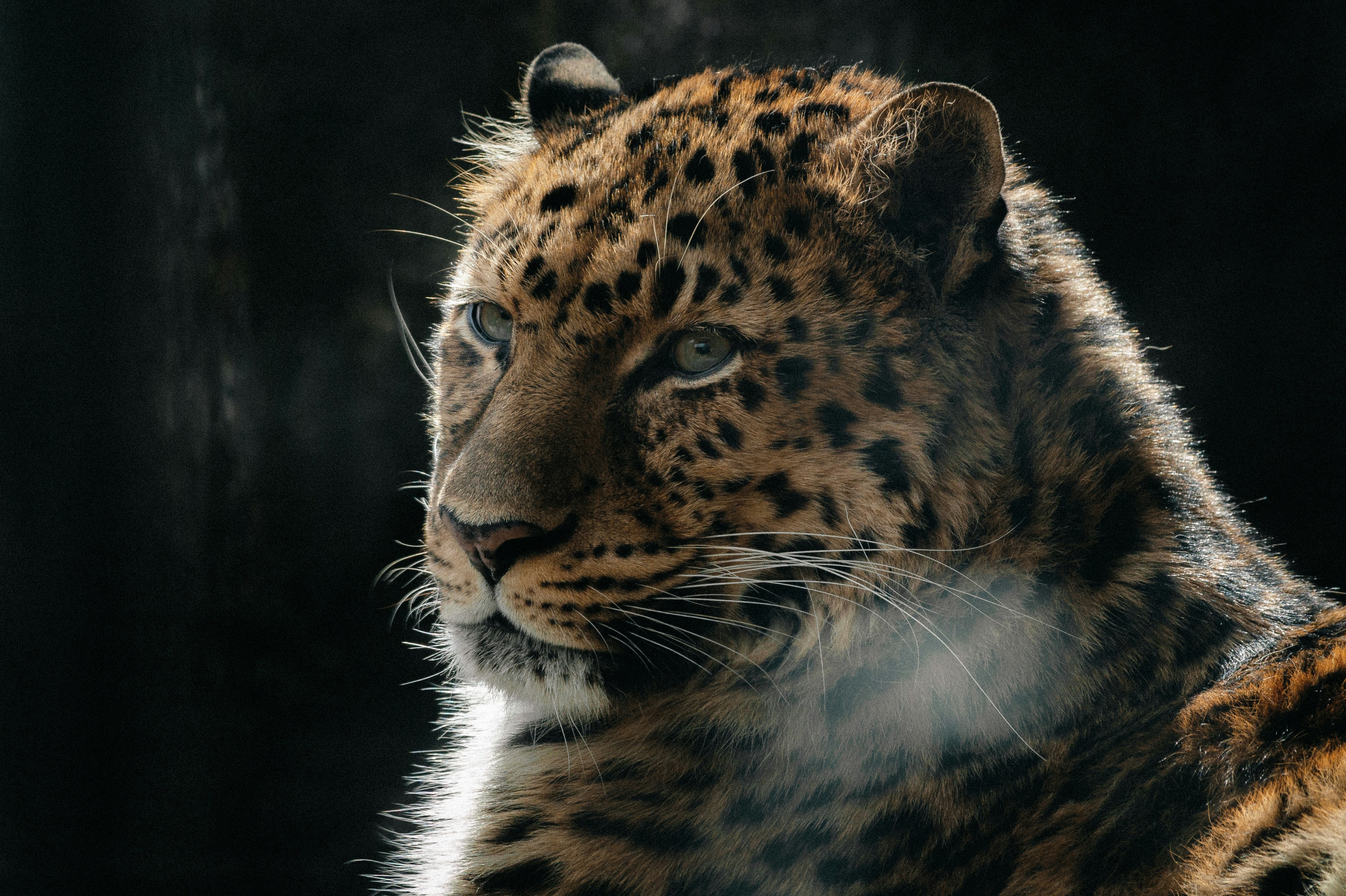 Majestic Leopard in Quiet Dusk: A Portrait of Focus and Warmth