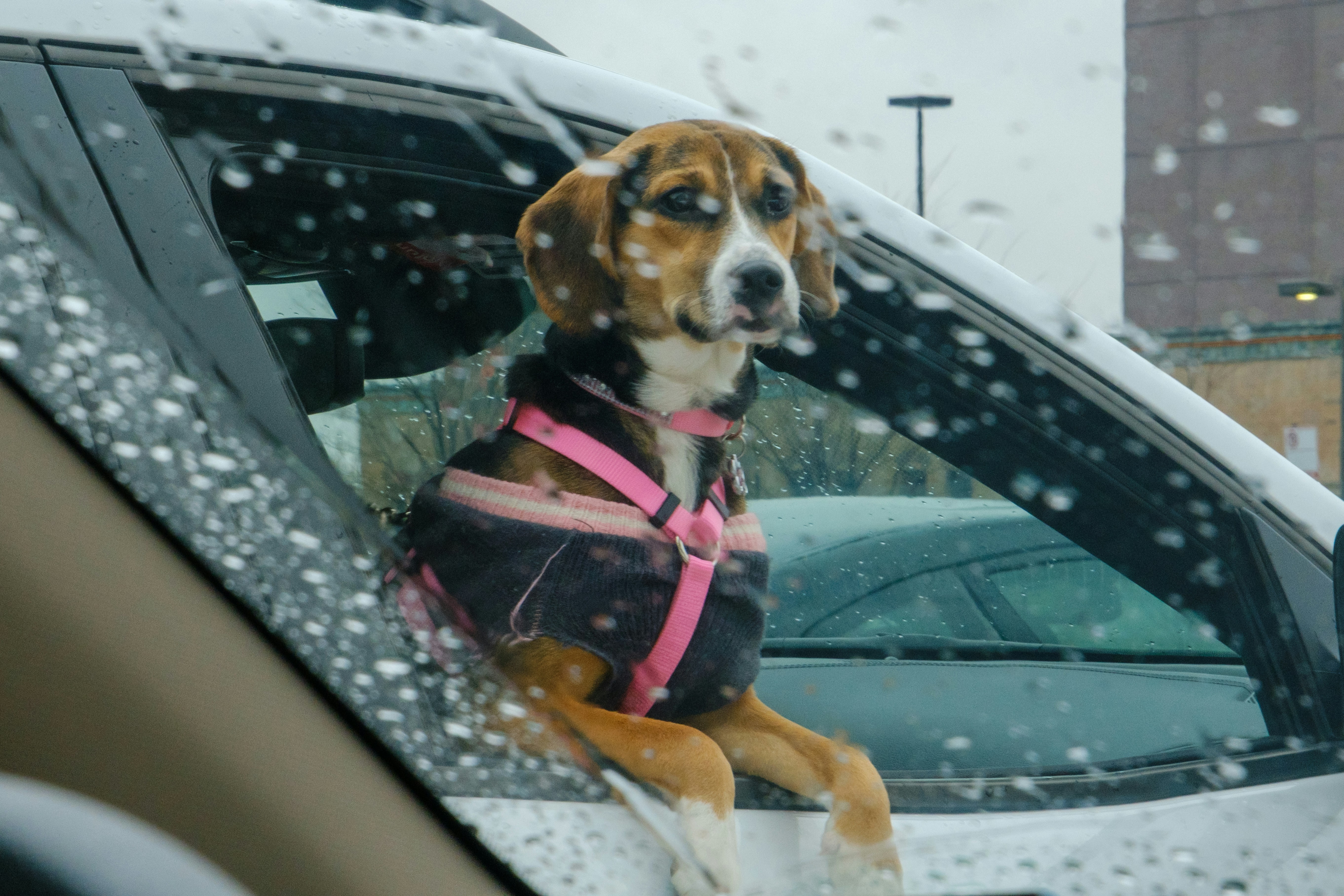 Beagle in the Window: Winter Drive Moment