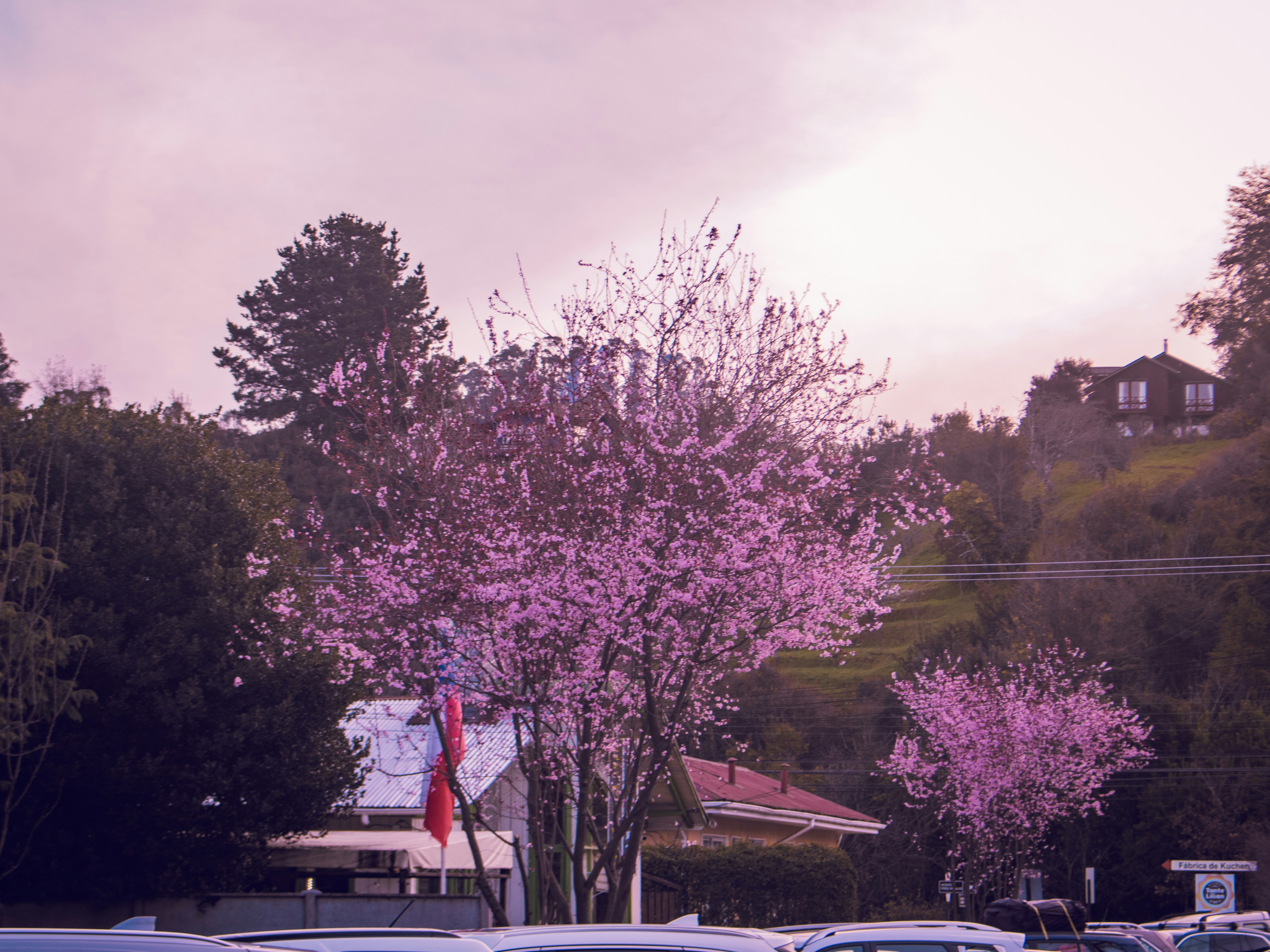 Blossoms on a Quiet Hillside Street