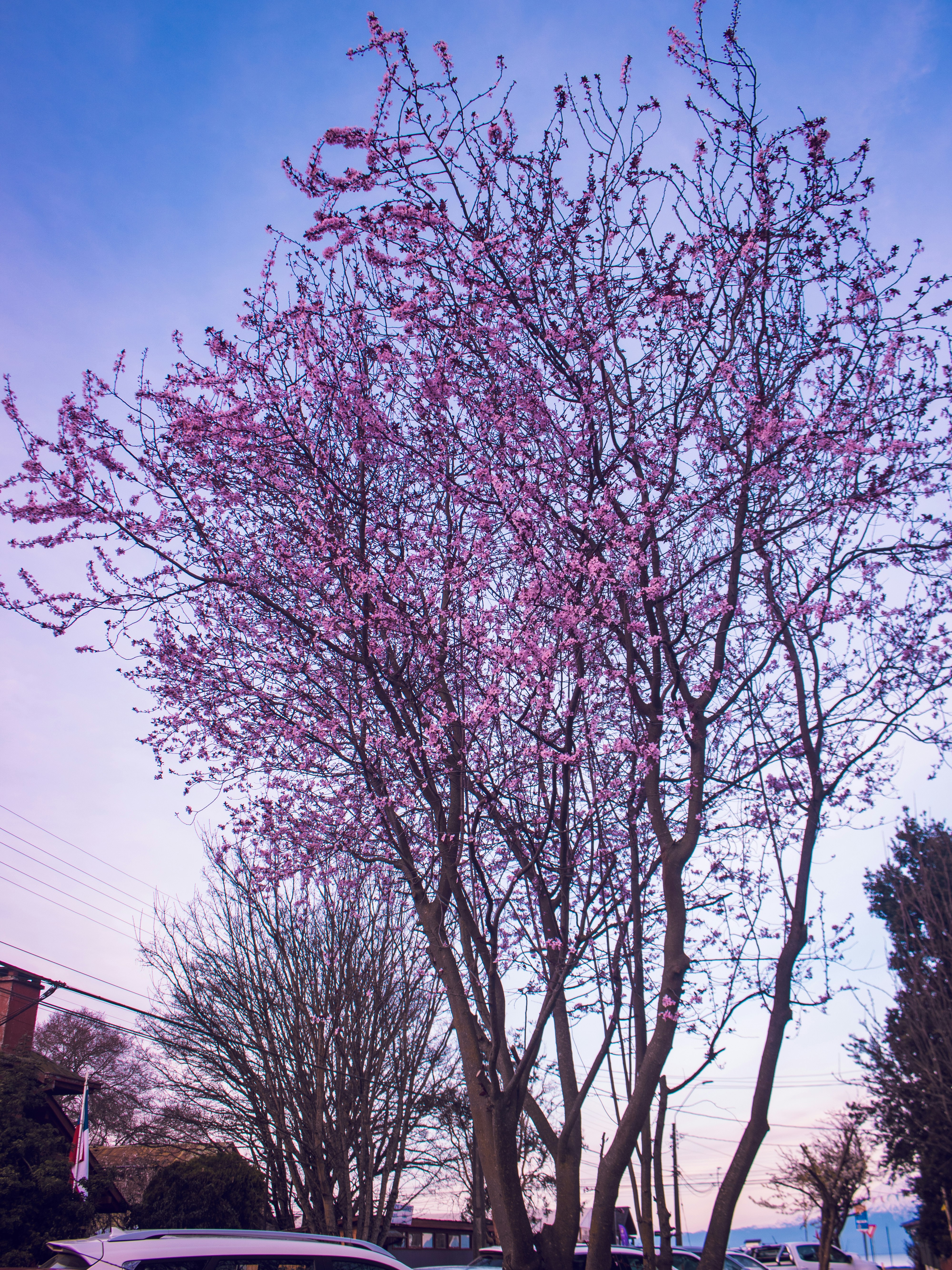 Blossoms against a pastel evening sky