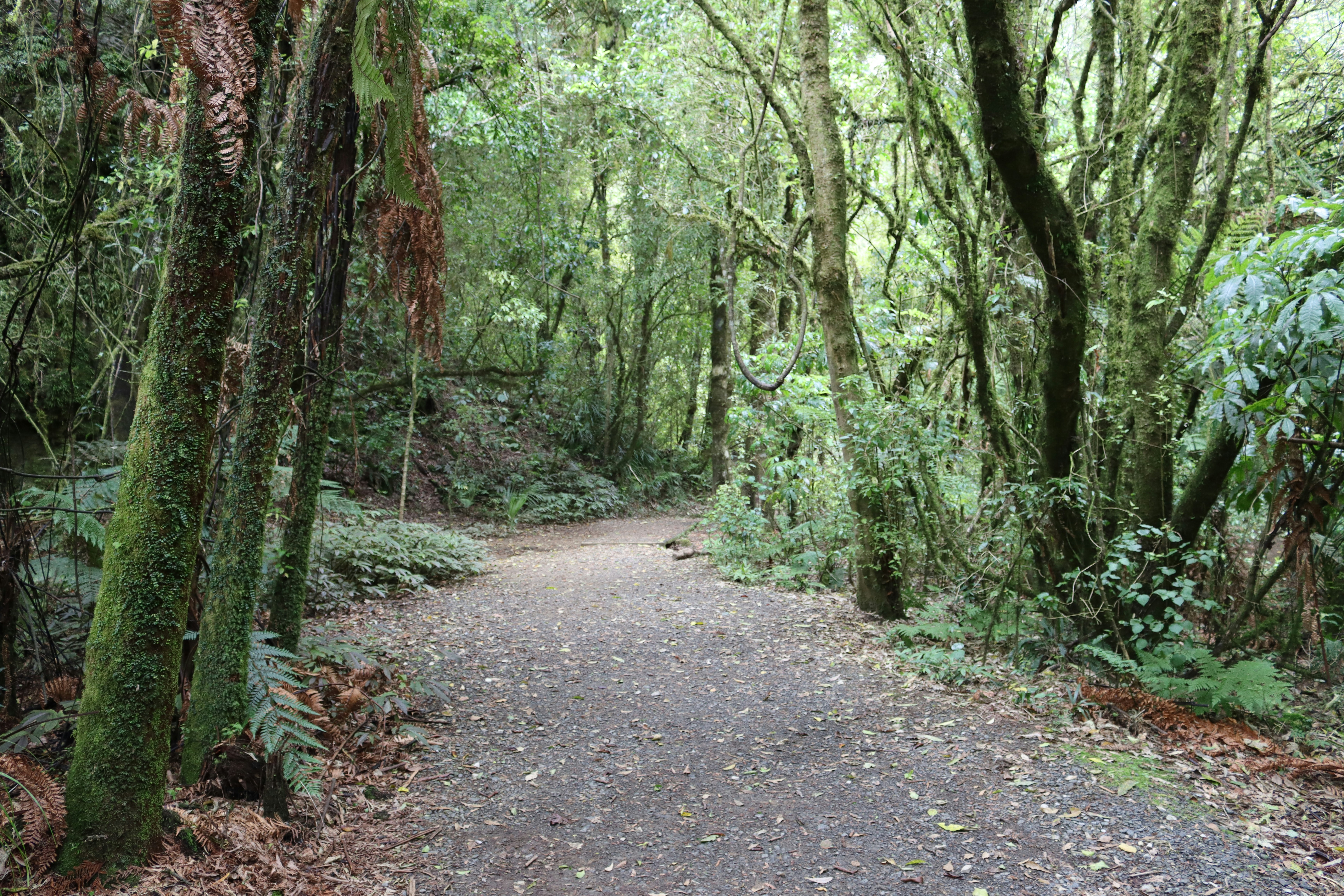 Forest Pathway: Quiet Descent Under Canopy