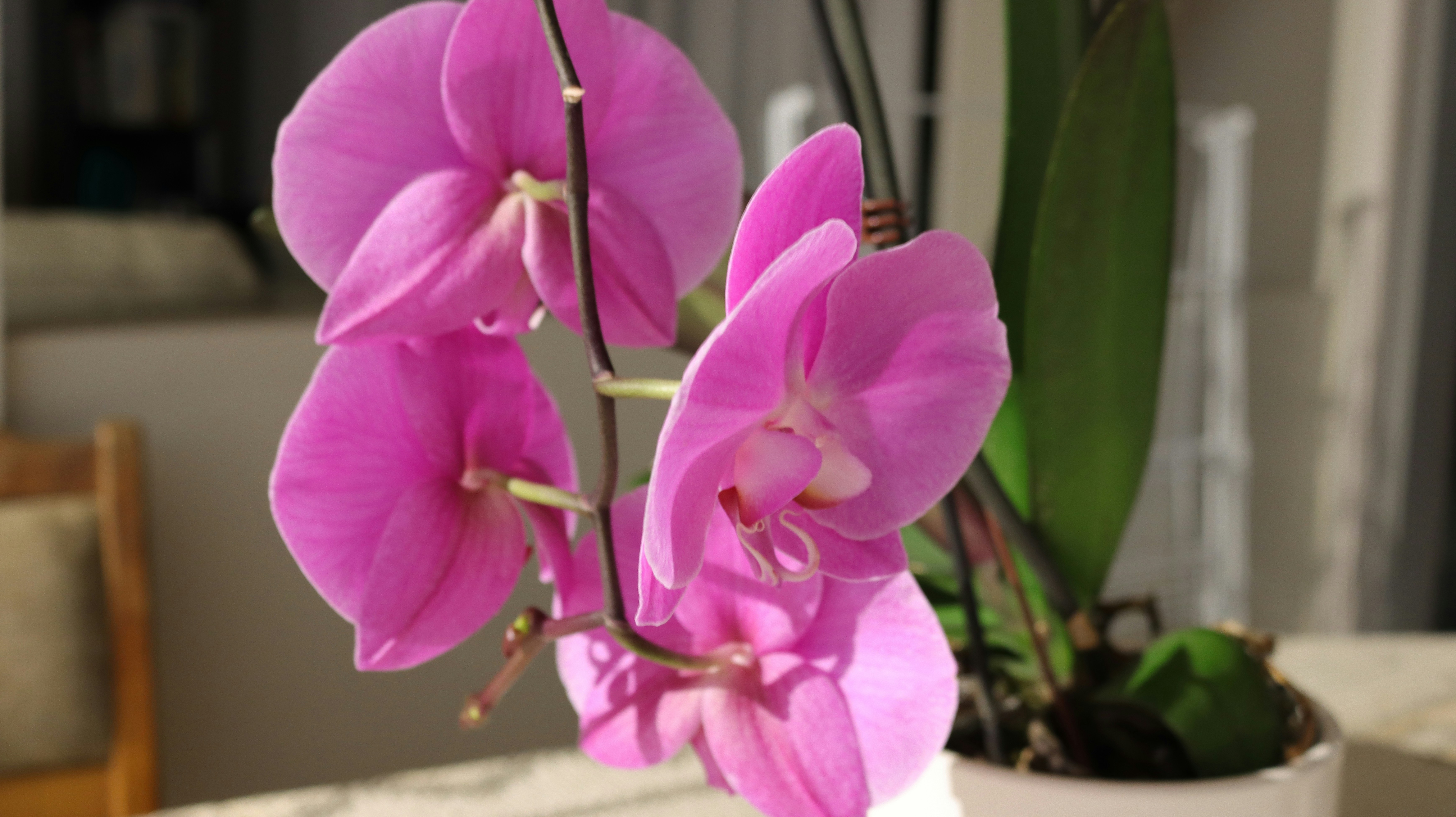 Pink Orchid Cascade in Sunlit Kitchen