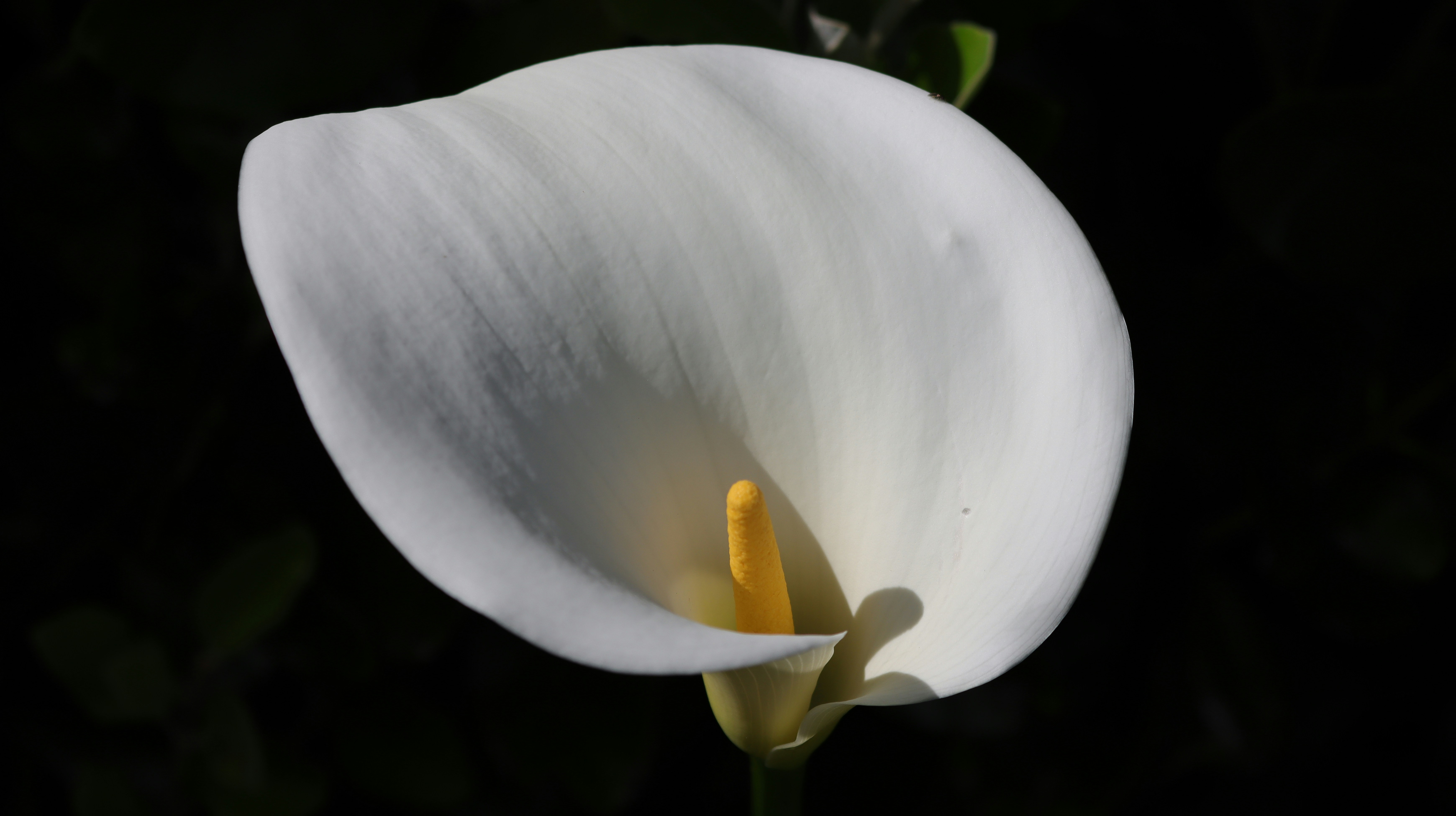 Quiet Spotlight: A White Calla Lily Against Deep Shadow