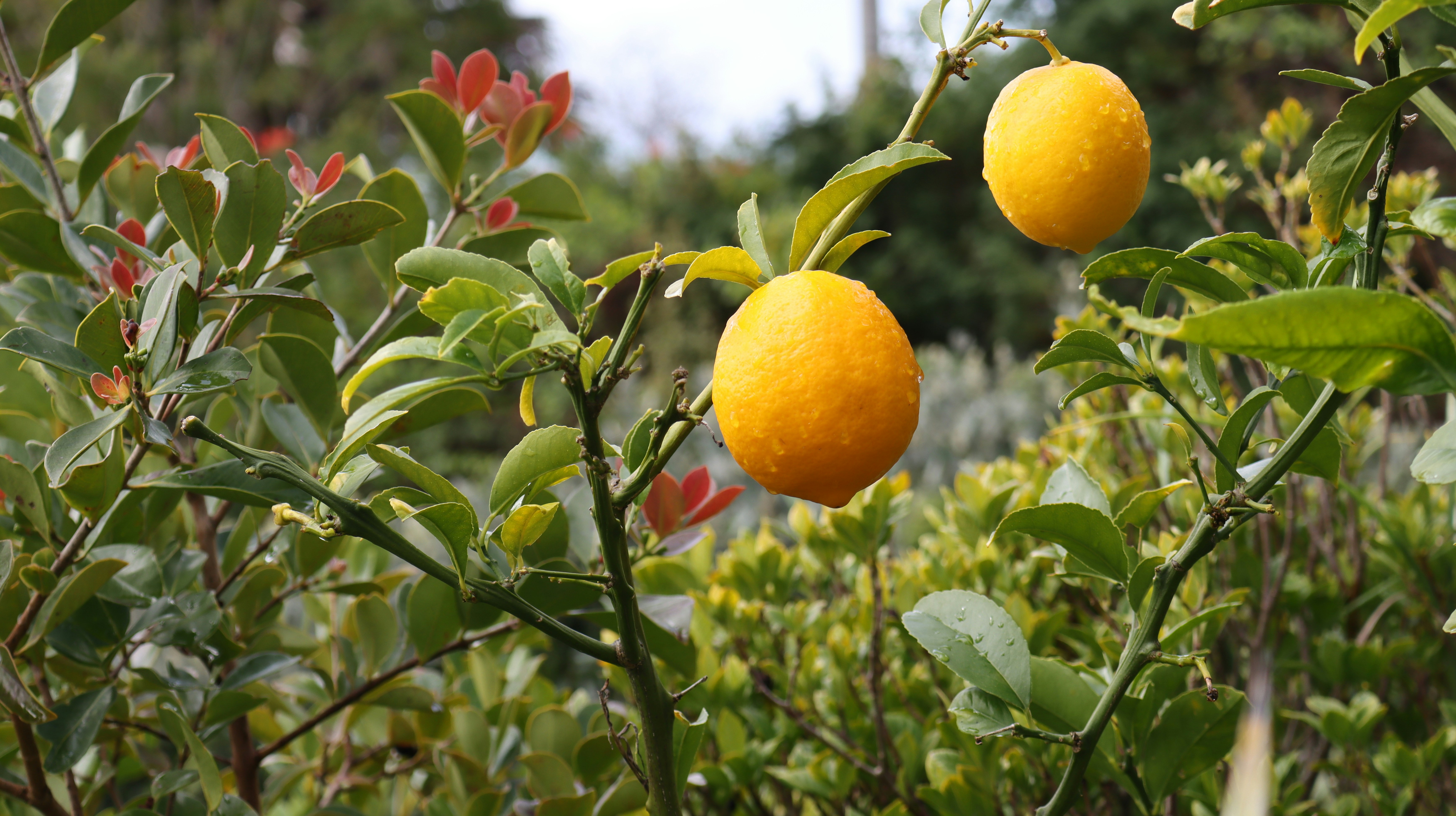 Bright Citrus Boughs: The Orchard's Golden Orbs