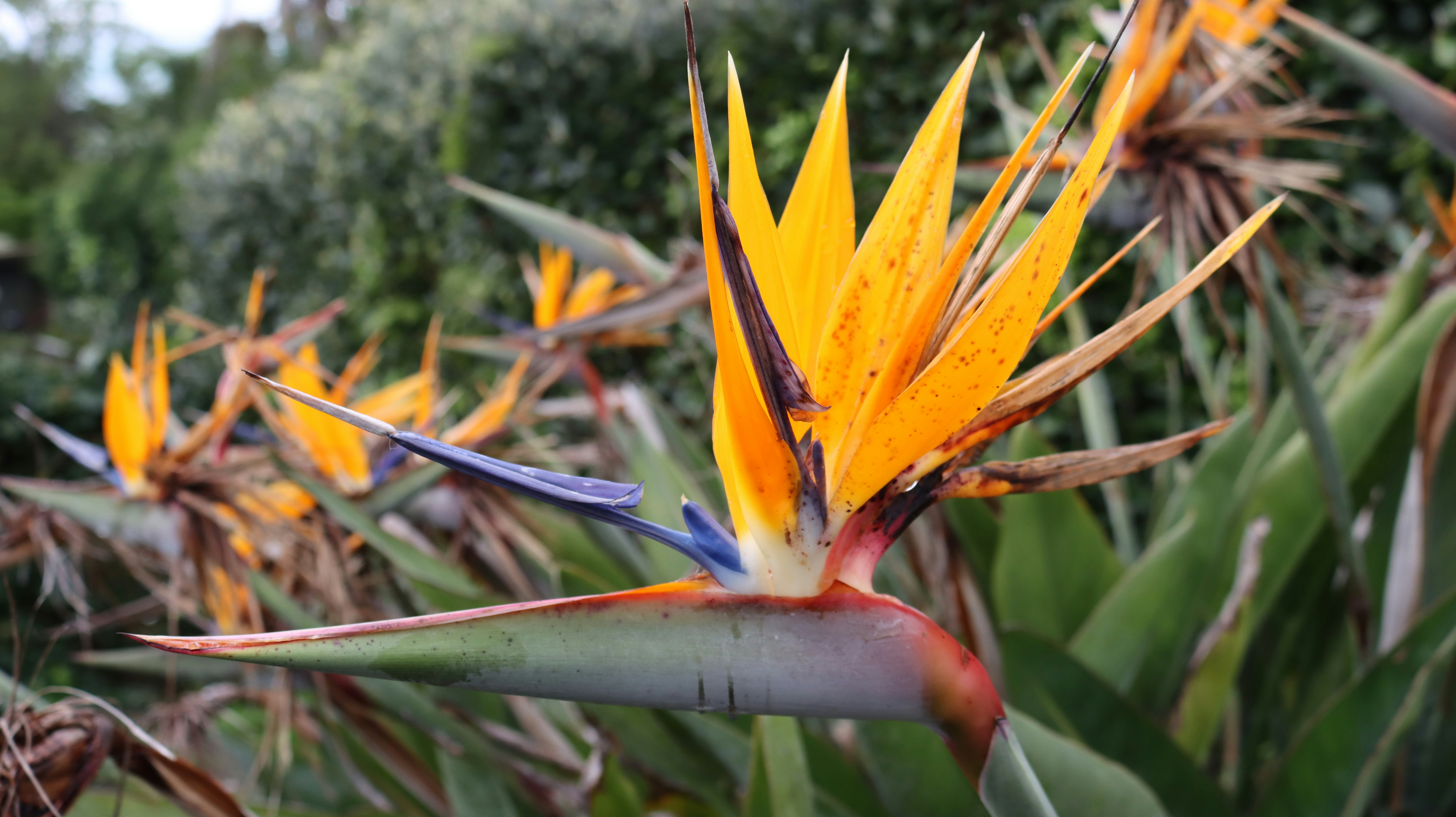 Vivid Bird of Paradise in Bloom: Saffron Petals and Electric Blue Stamens