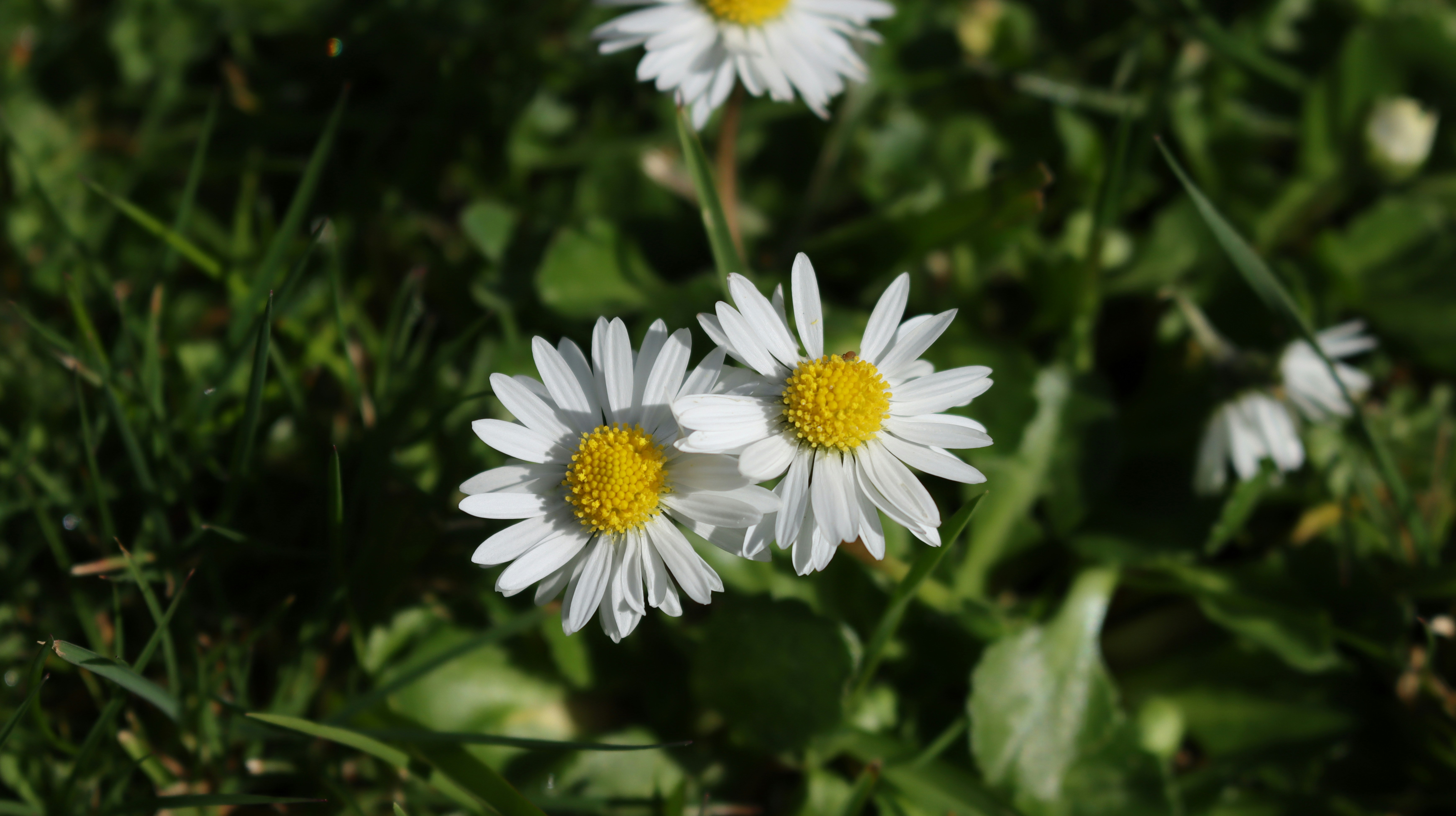 Two white daisies with yellow centers growing in a patch of green grass