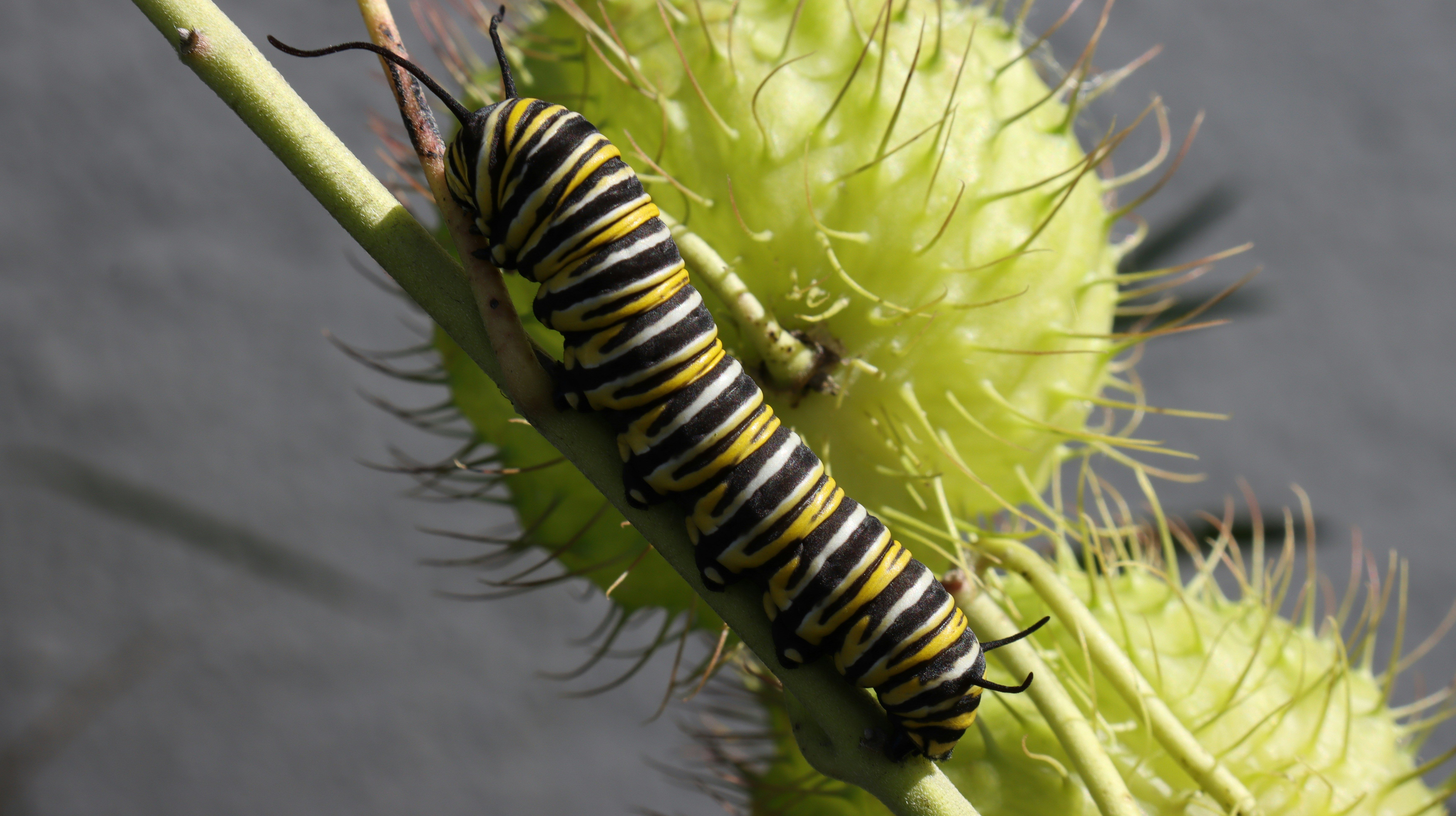 Caterpillar of Striped yellow and black Clings to Green Thorny Pod
