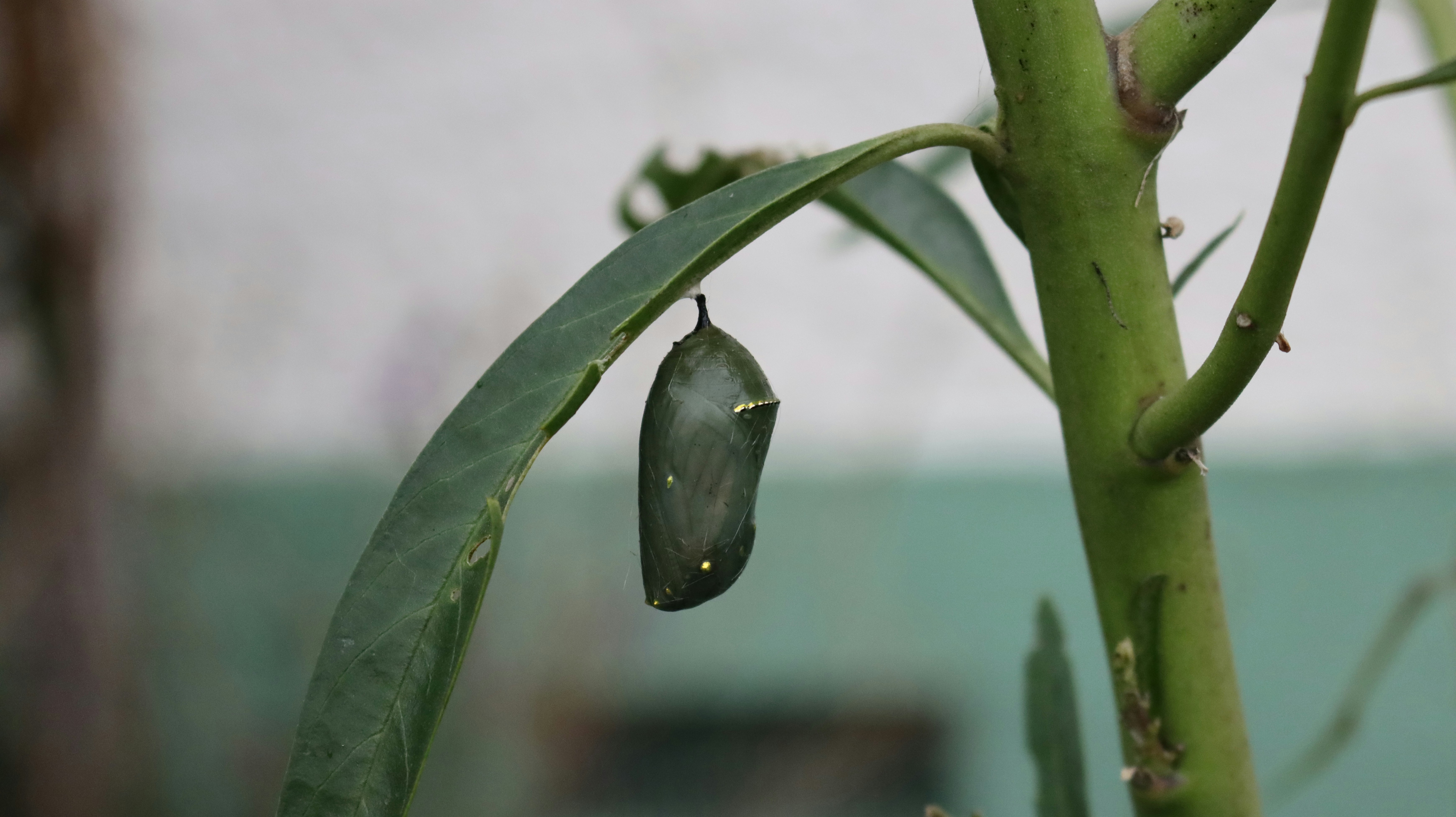 Green pod on a slender branch: a close-up of a plant with blurred background