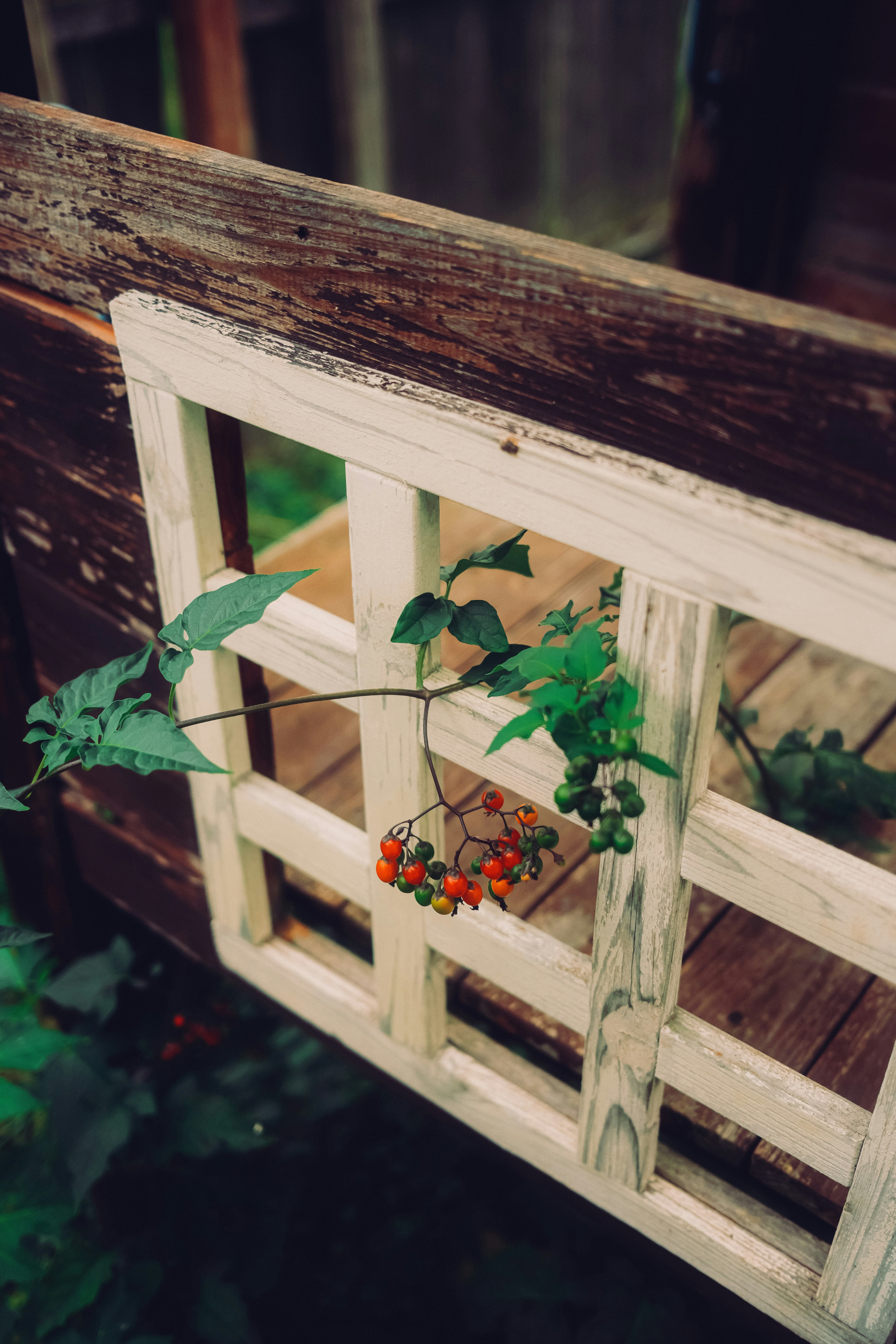 Vine-Cilled Window Frame: A Quiet Drop of Color