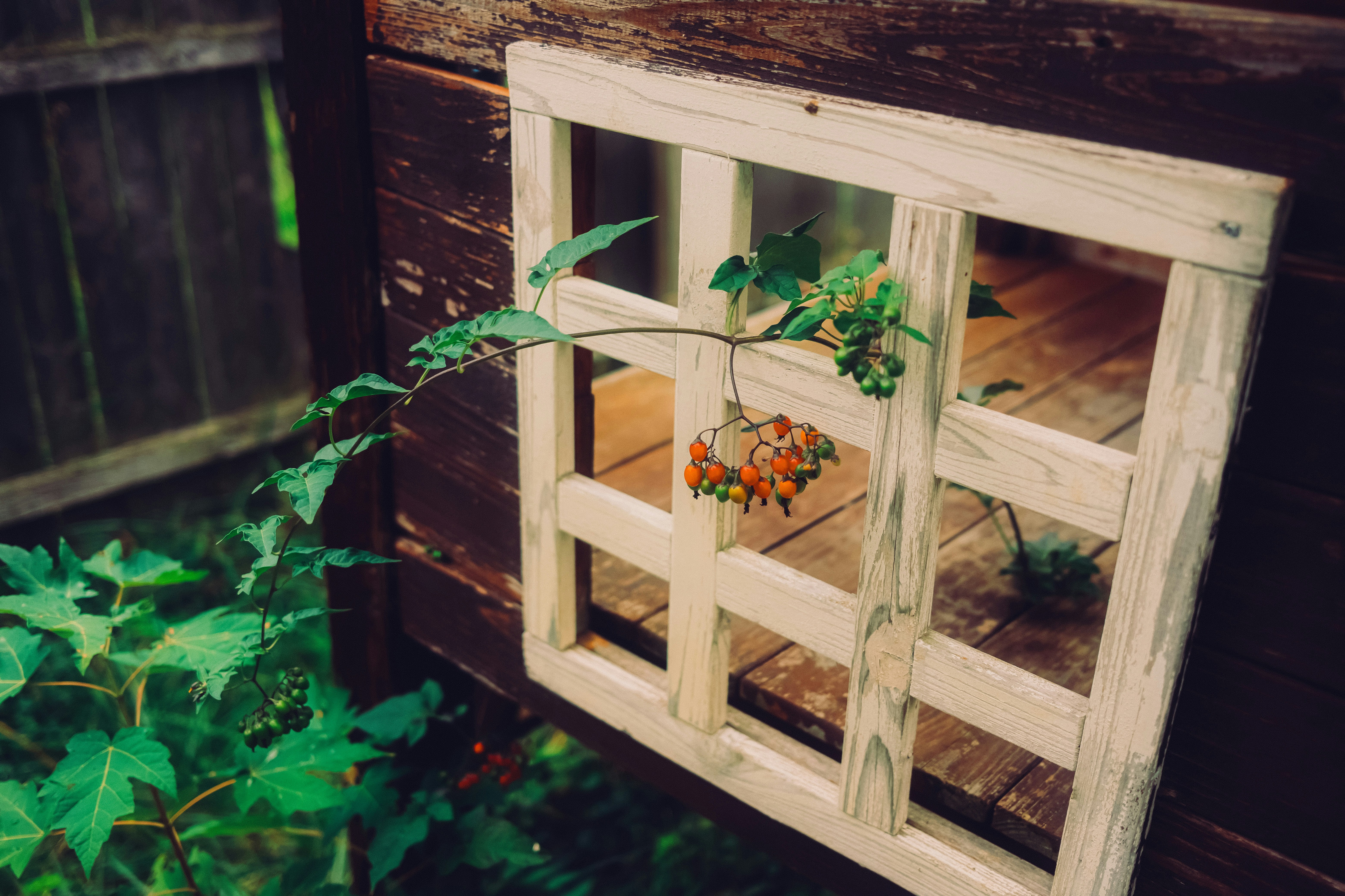 Quiet Hort Fence: A Cluster of Orange Berries in a Weathered Window