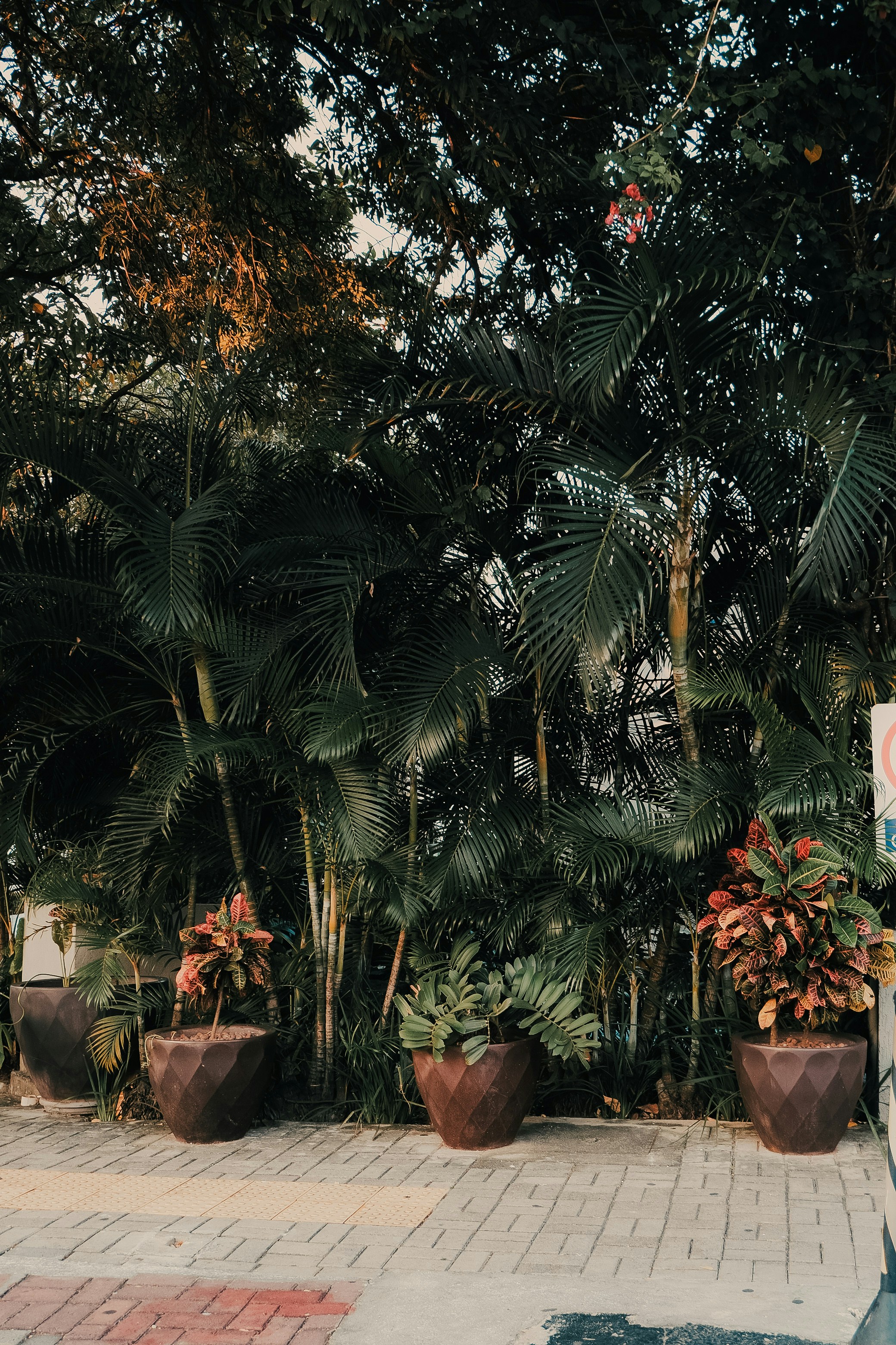 Urban Jungle in Pots: A Row of Verdant Foliage Against a Narrow Alley
