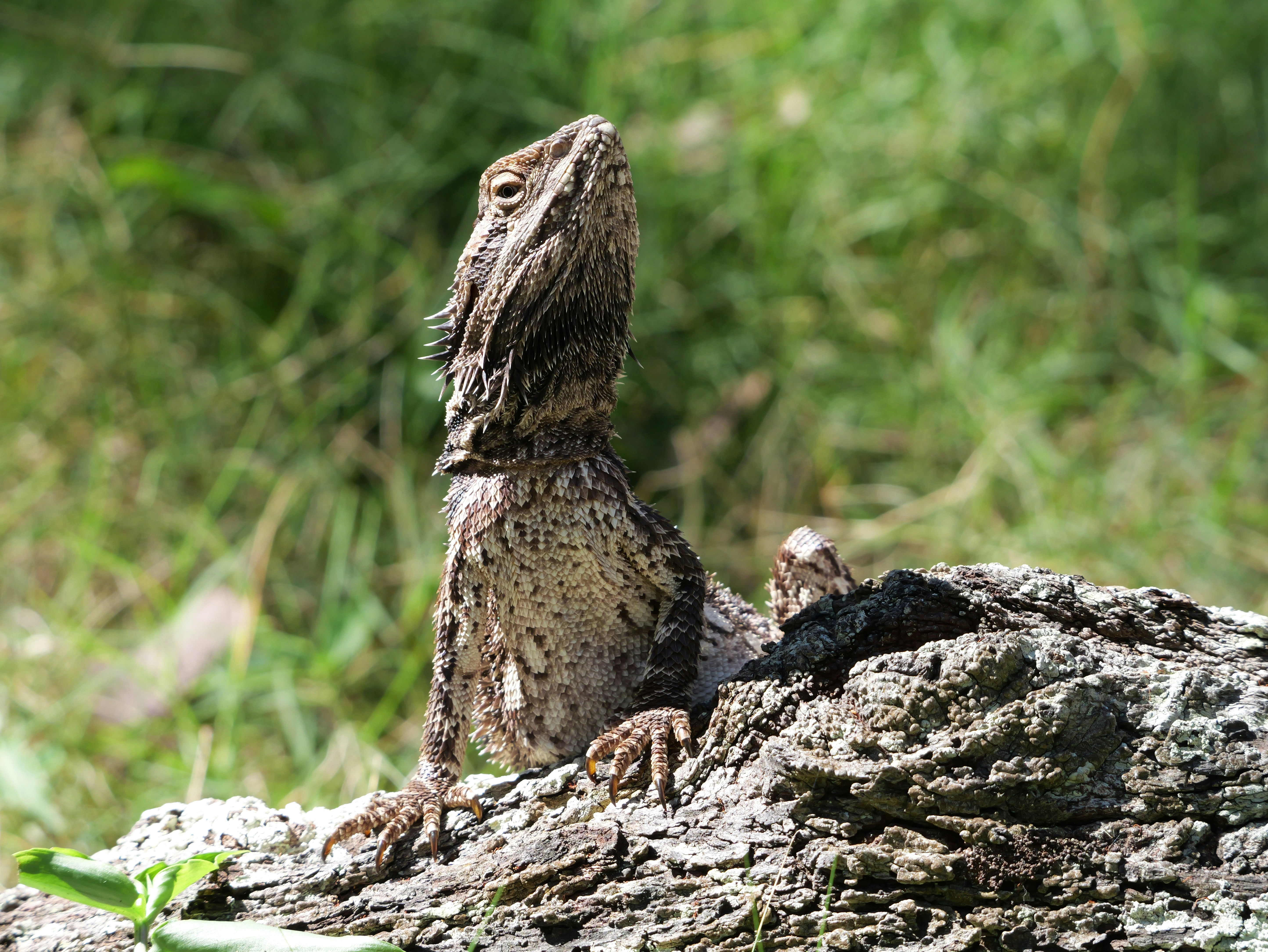 Lizard Perched on Weathered Log: Vigilant Watcher of a Sunlit Patch