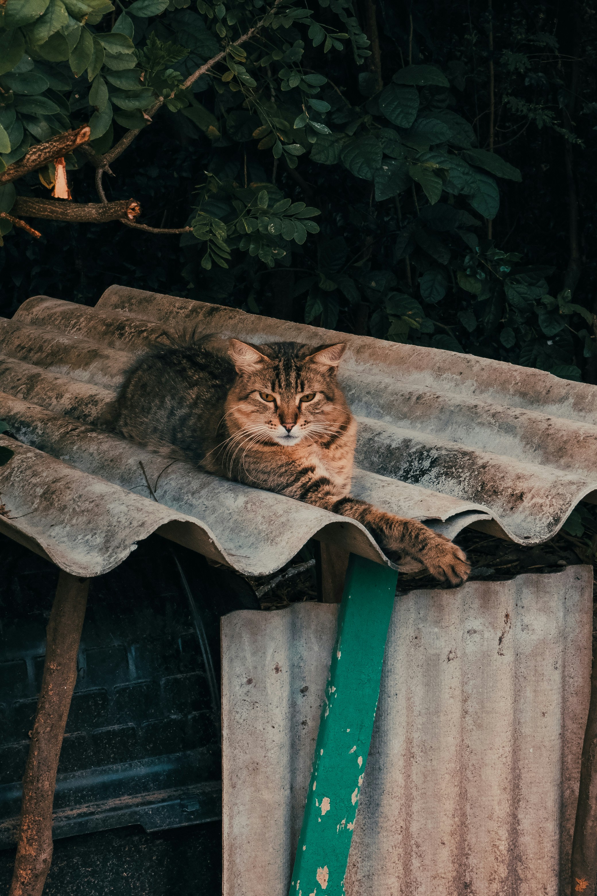 Lounge on the Corrugated Roof: A Sleepy Cat Among Green Shadows
