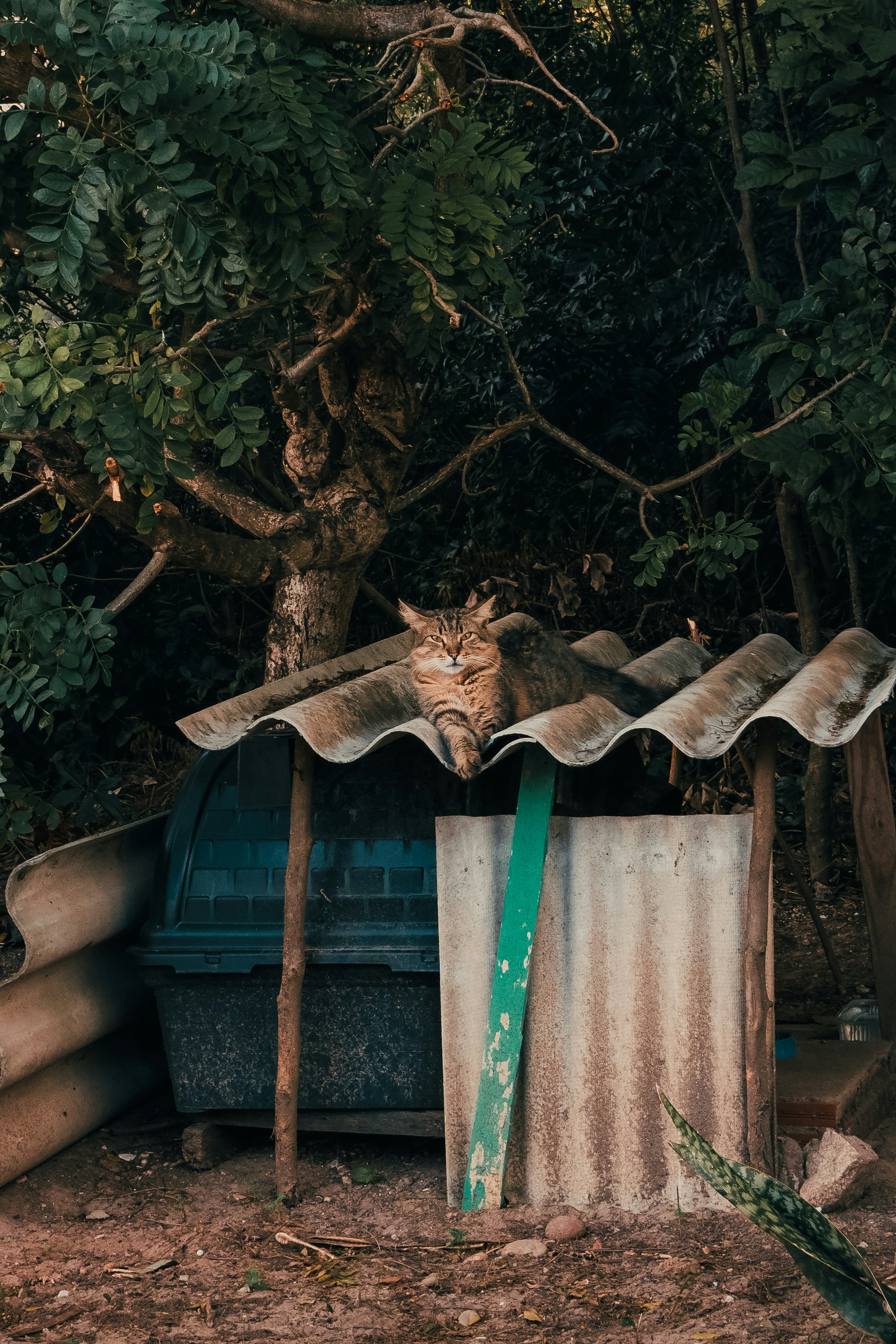 Cat on a Corrugated Roof: Quiet Vigil Above a Makeshift Shelter