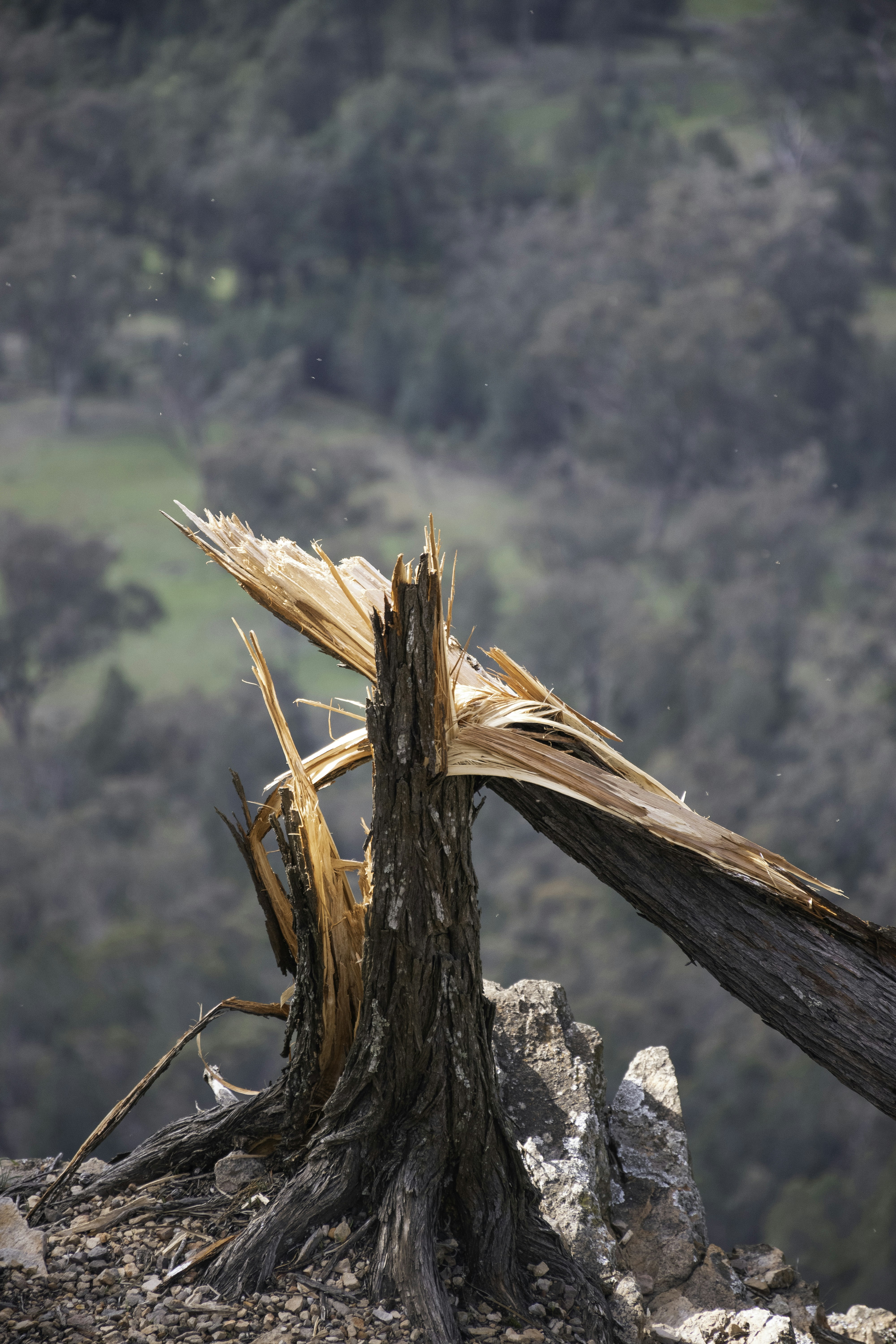A rugged, broken tree trunk clings to rocky soil with a blurred forested valley in the background, highlighting resilience against a misty landscape.