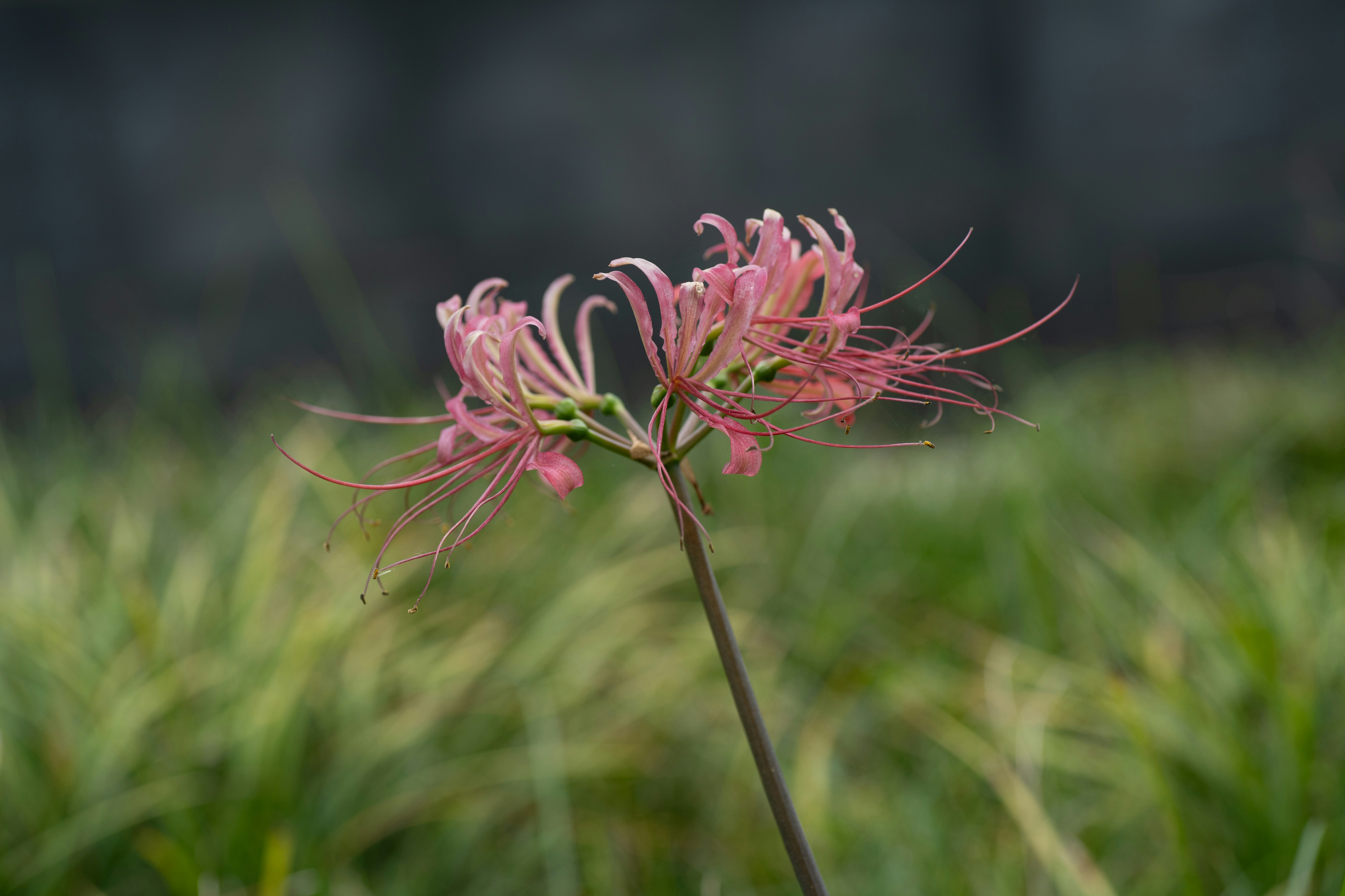 Pink Spider Lily in Soft Backlash