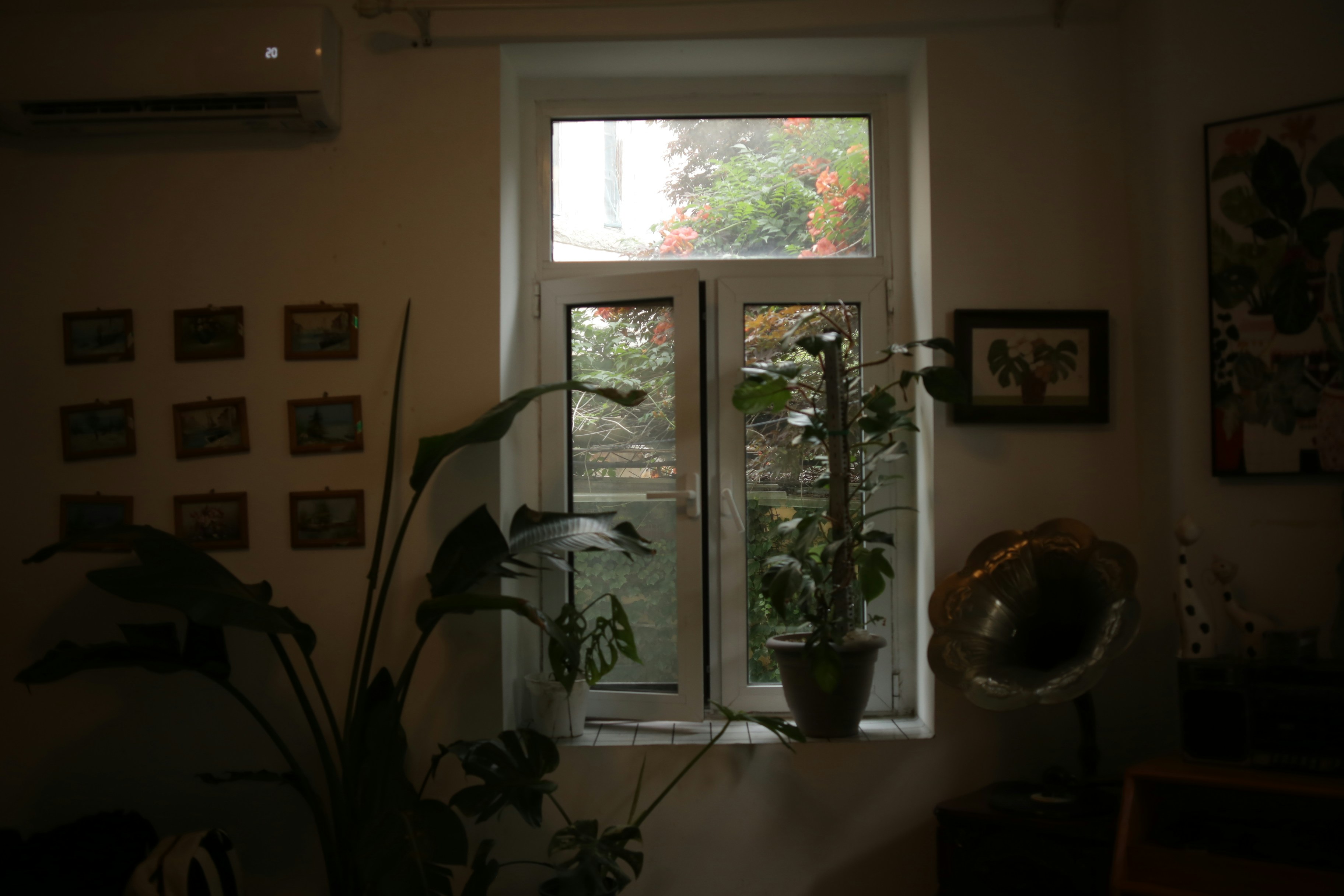 Indoor Window Garden: Plants Framing Soft Light into a Cozy Room