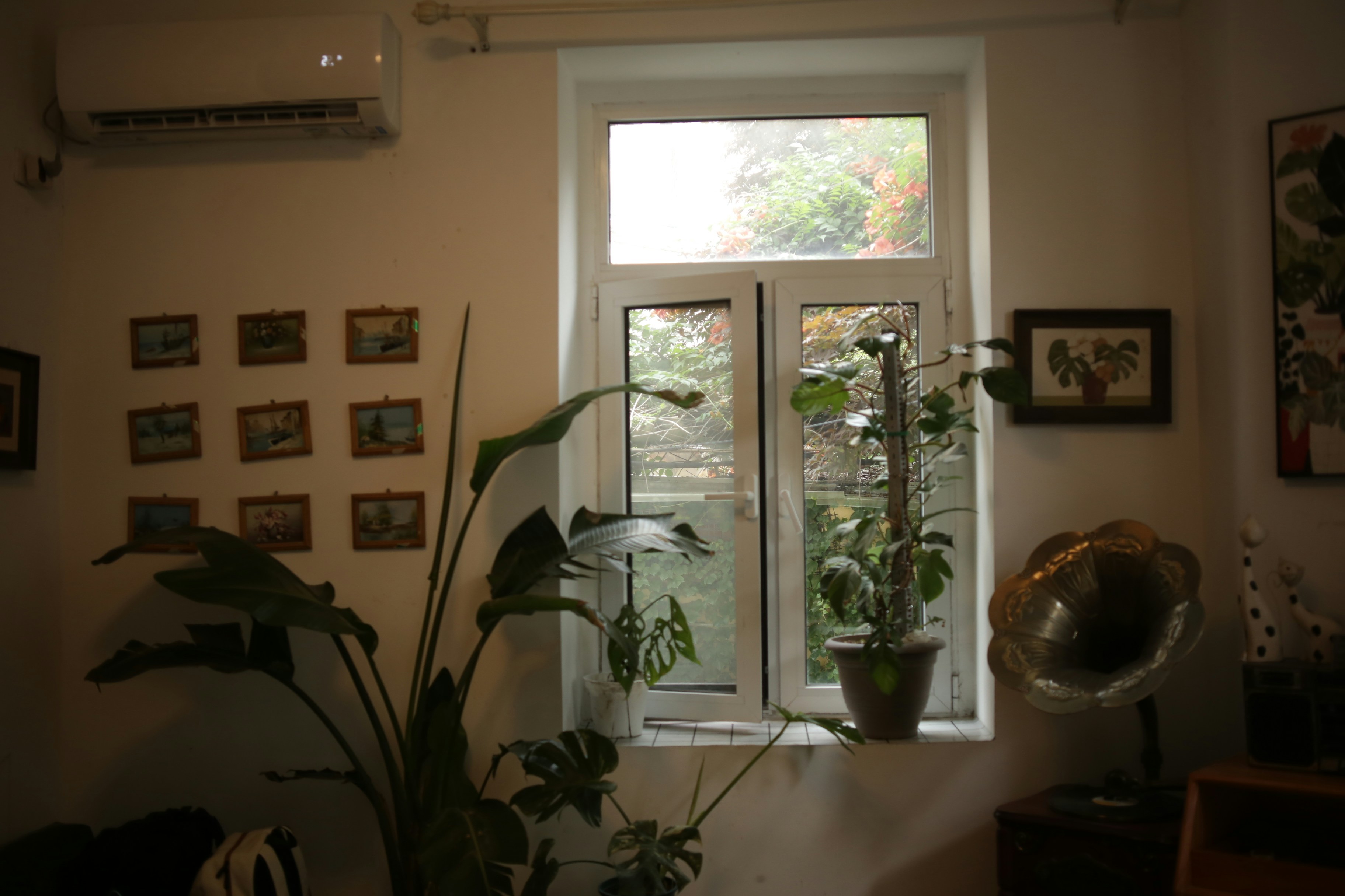 Sunlit Window Garden: Indoor Scene with Plants and Vintage Gramophone