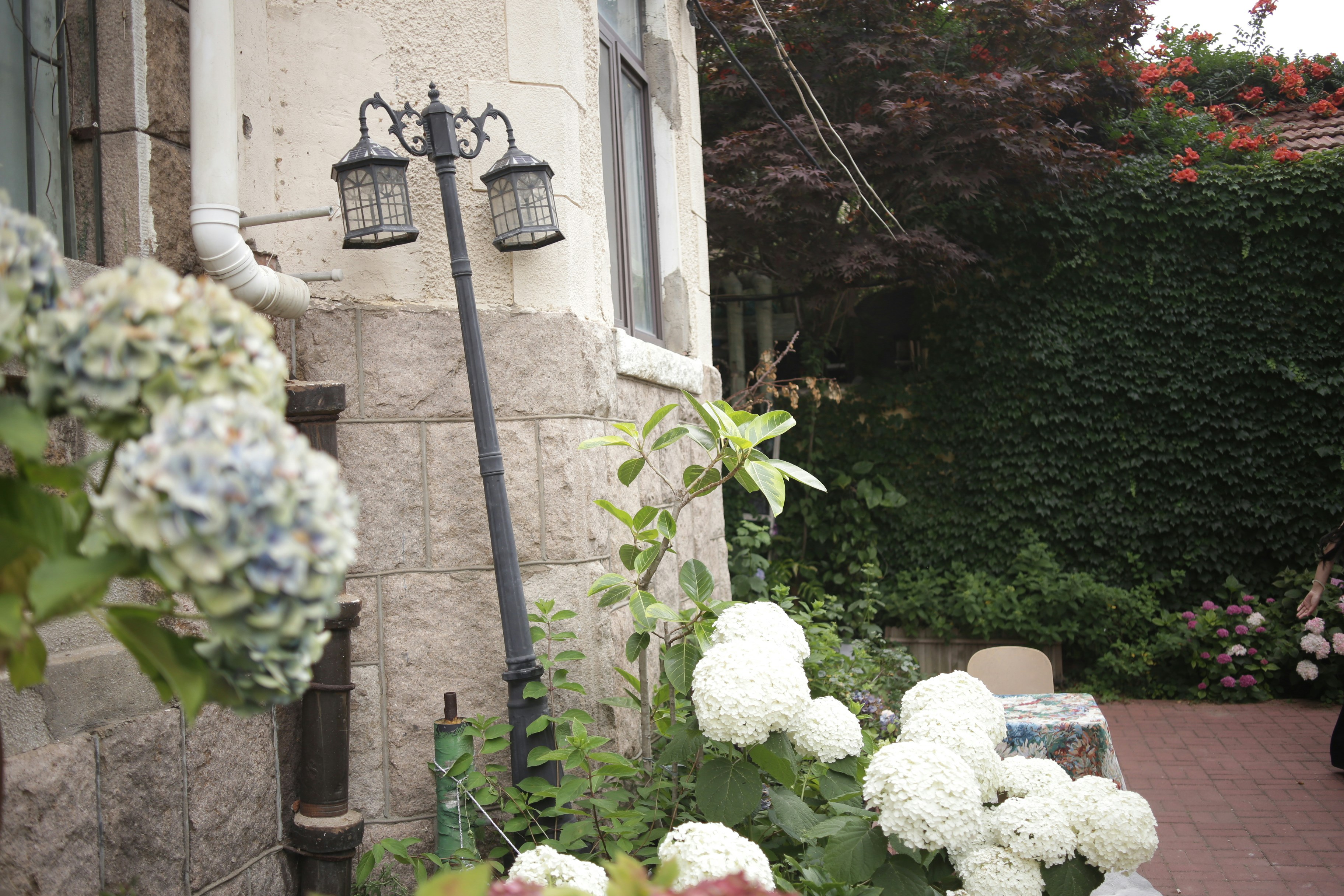 Hydrangea Terrace: Quiet Garden at Dusk