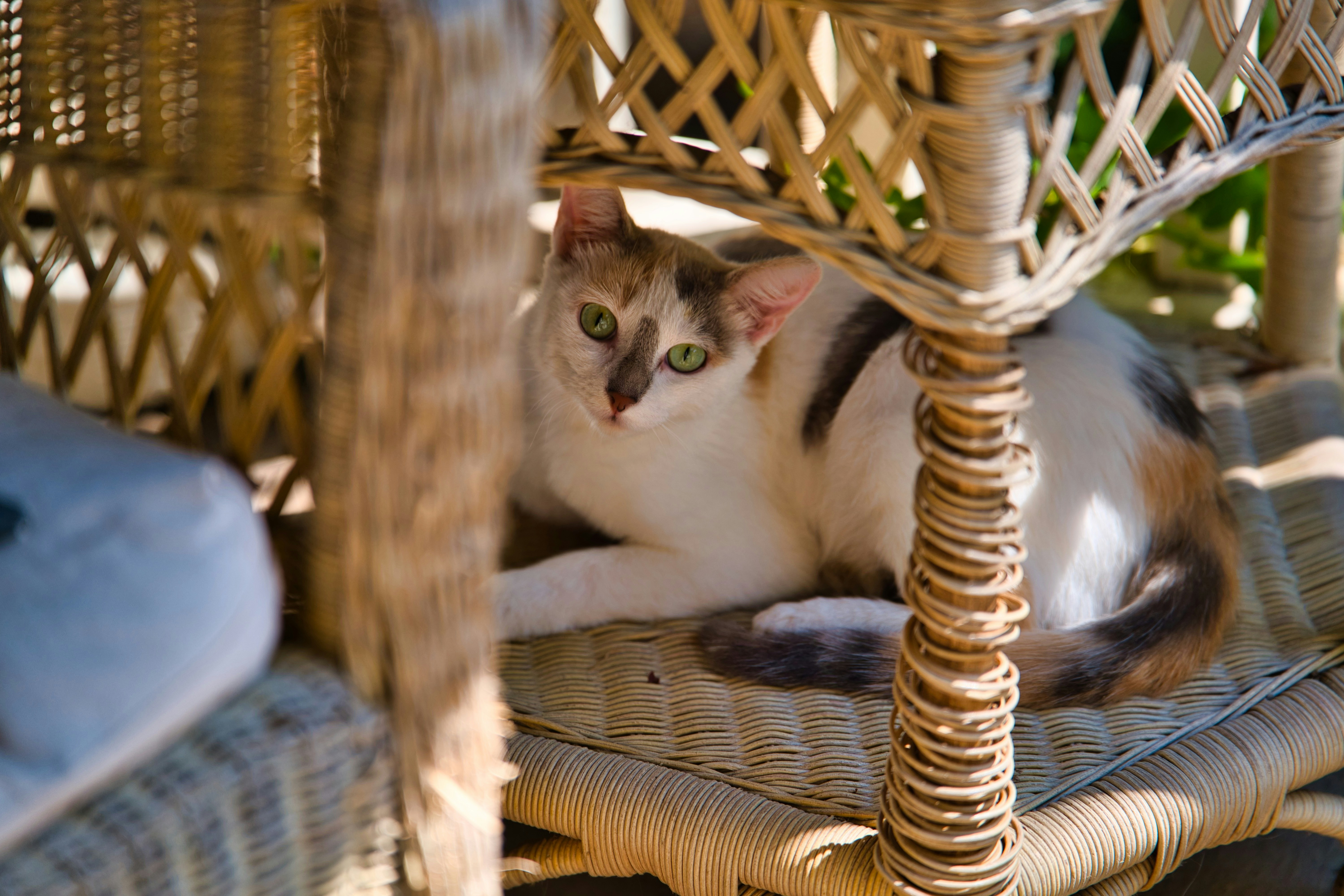 Hidden Whisker Watcher: a calico cat peeks from a wicker hideaway