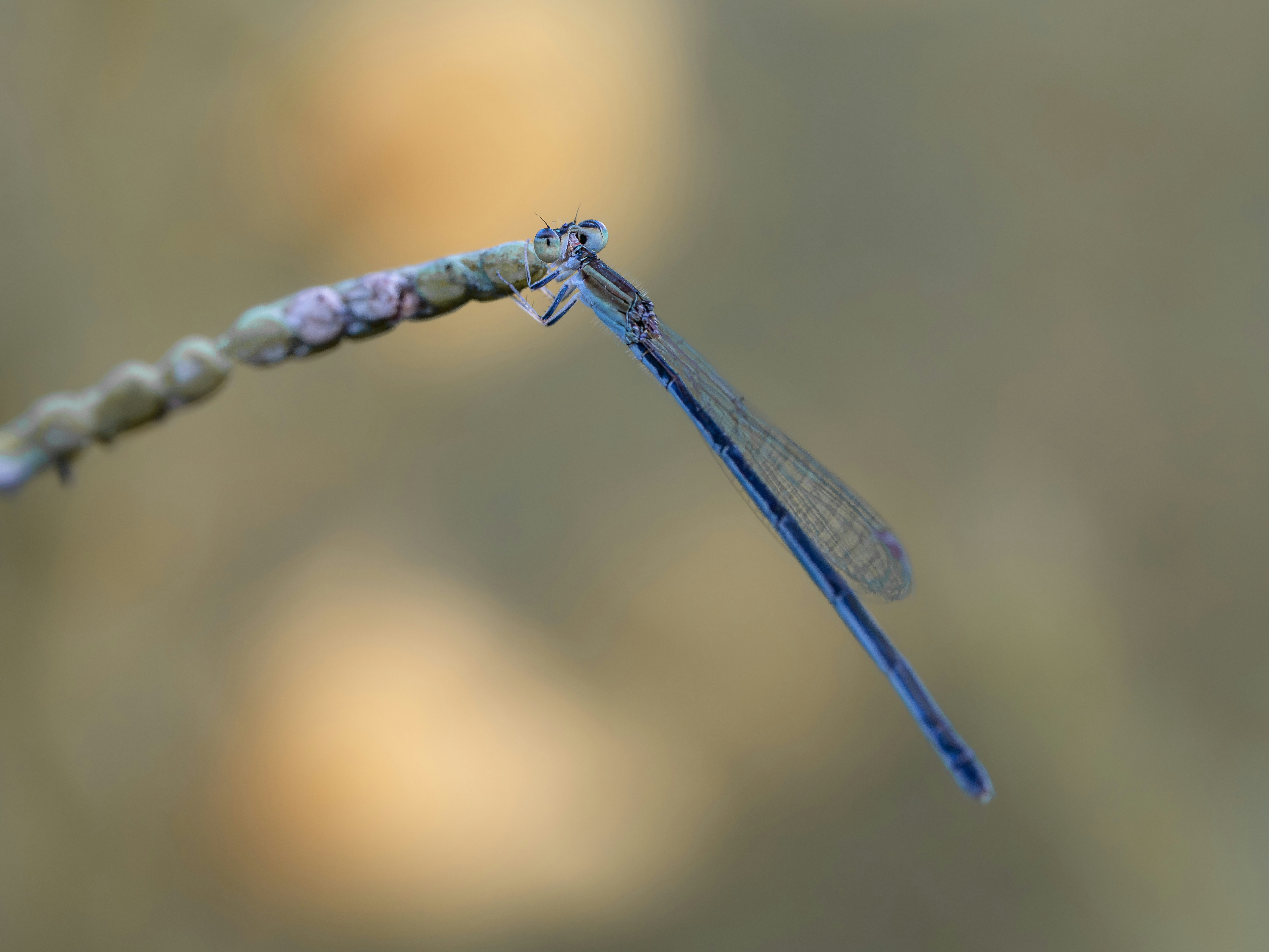 Dragonfly on a Frame of Quiet Light