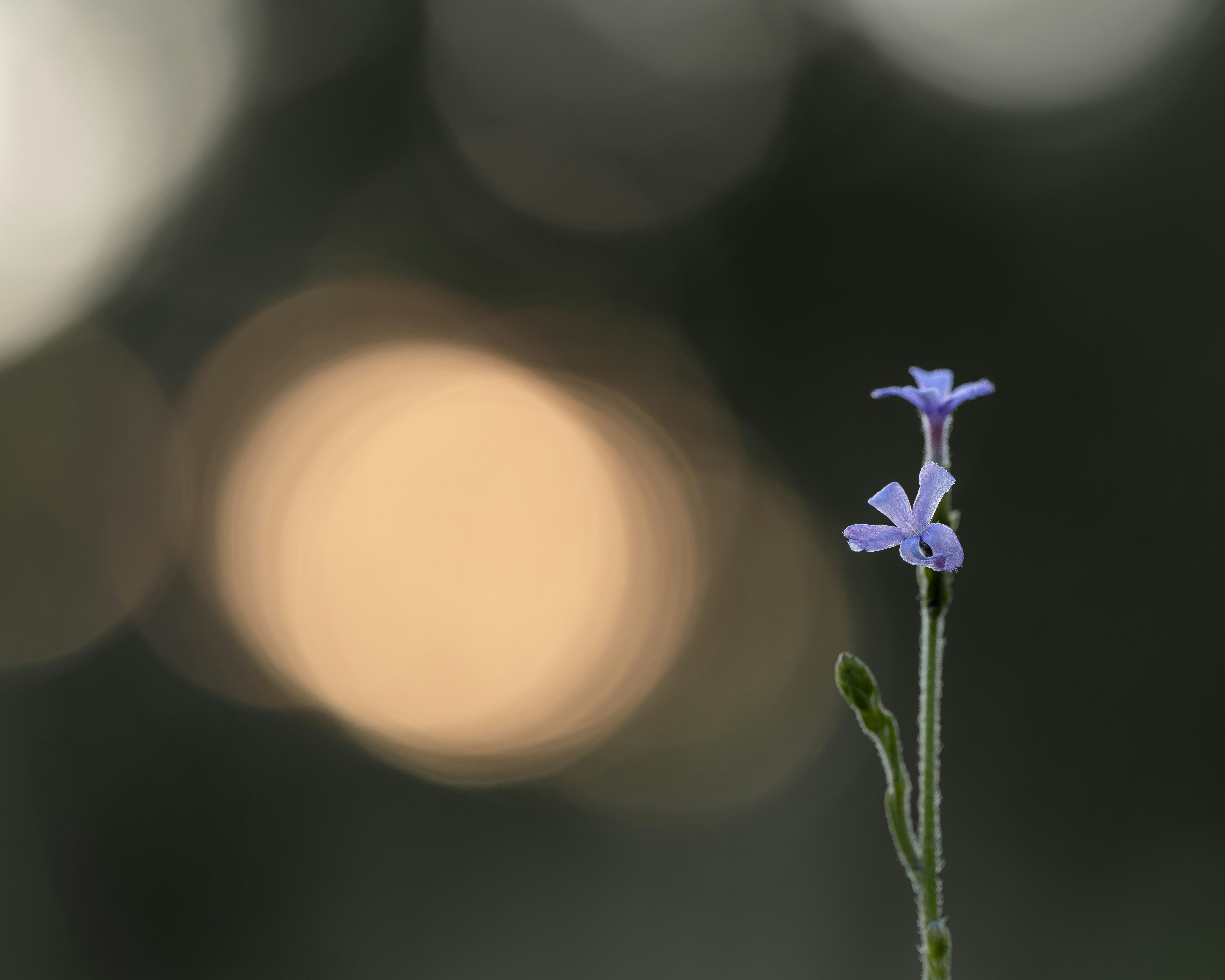A Delicate Violet Against Velvet Bokeh