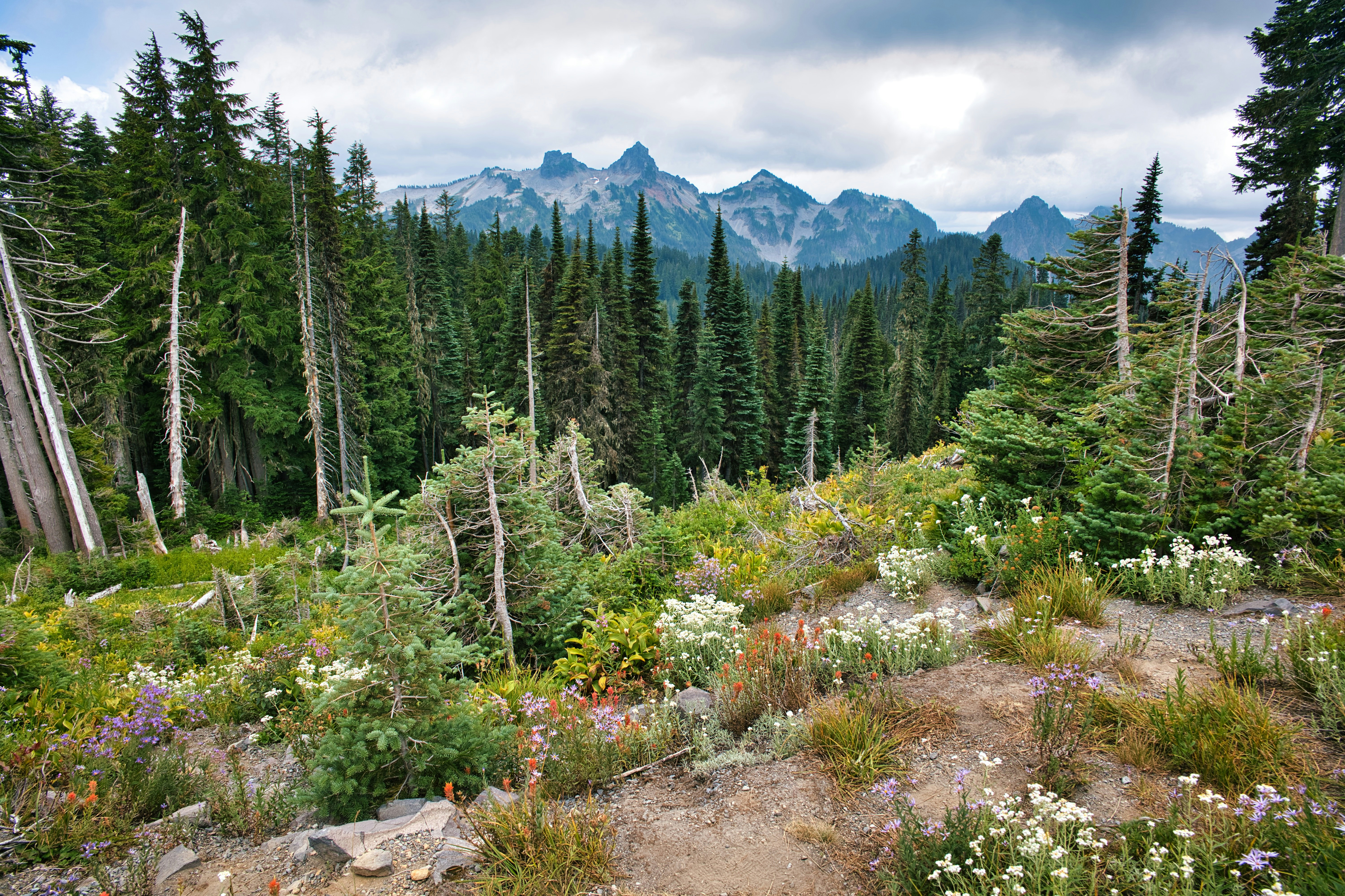 Alpine Meadow to the Mountain Ridge