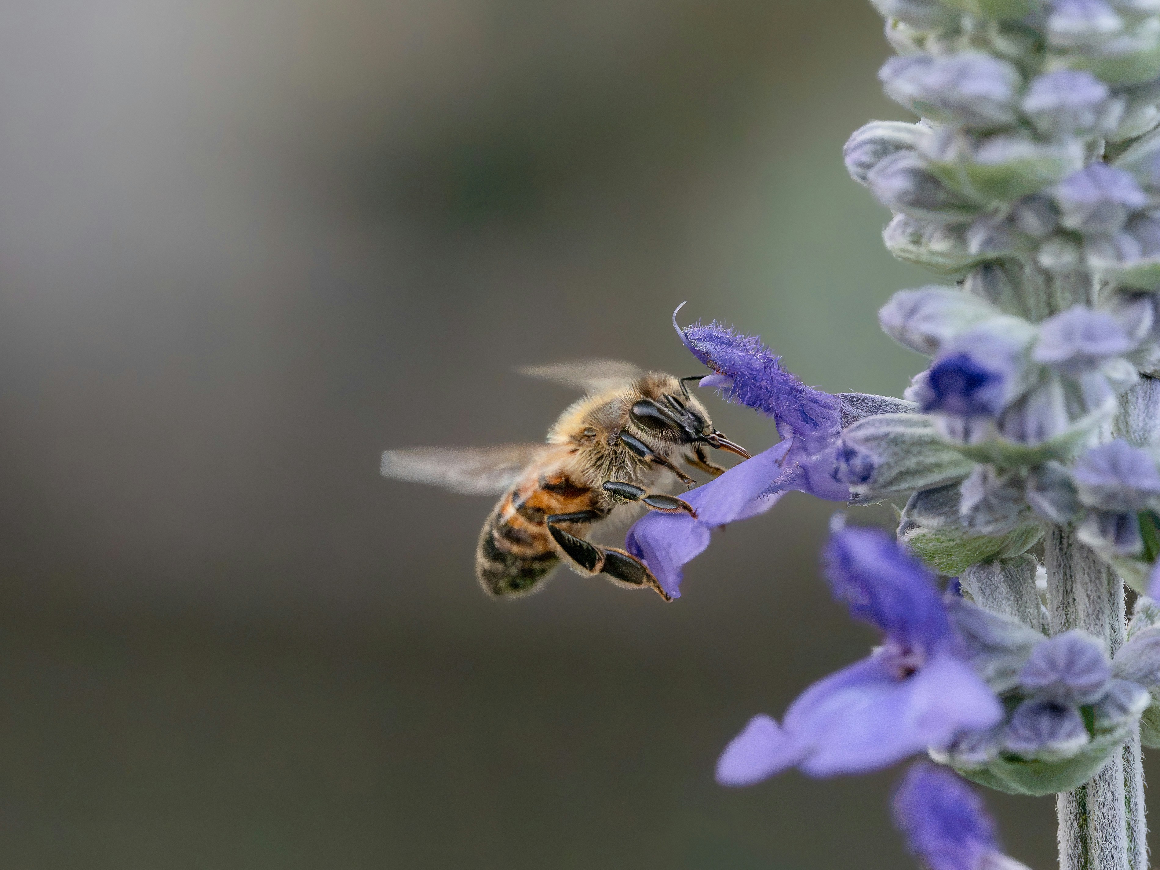 Bee in Flight to Lavender Bloom