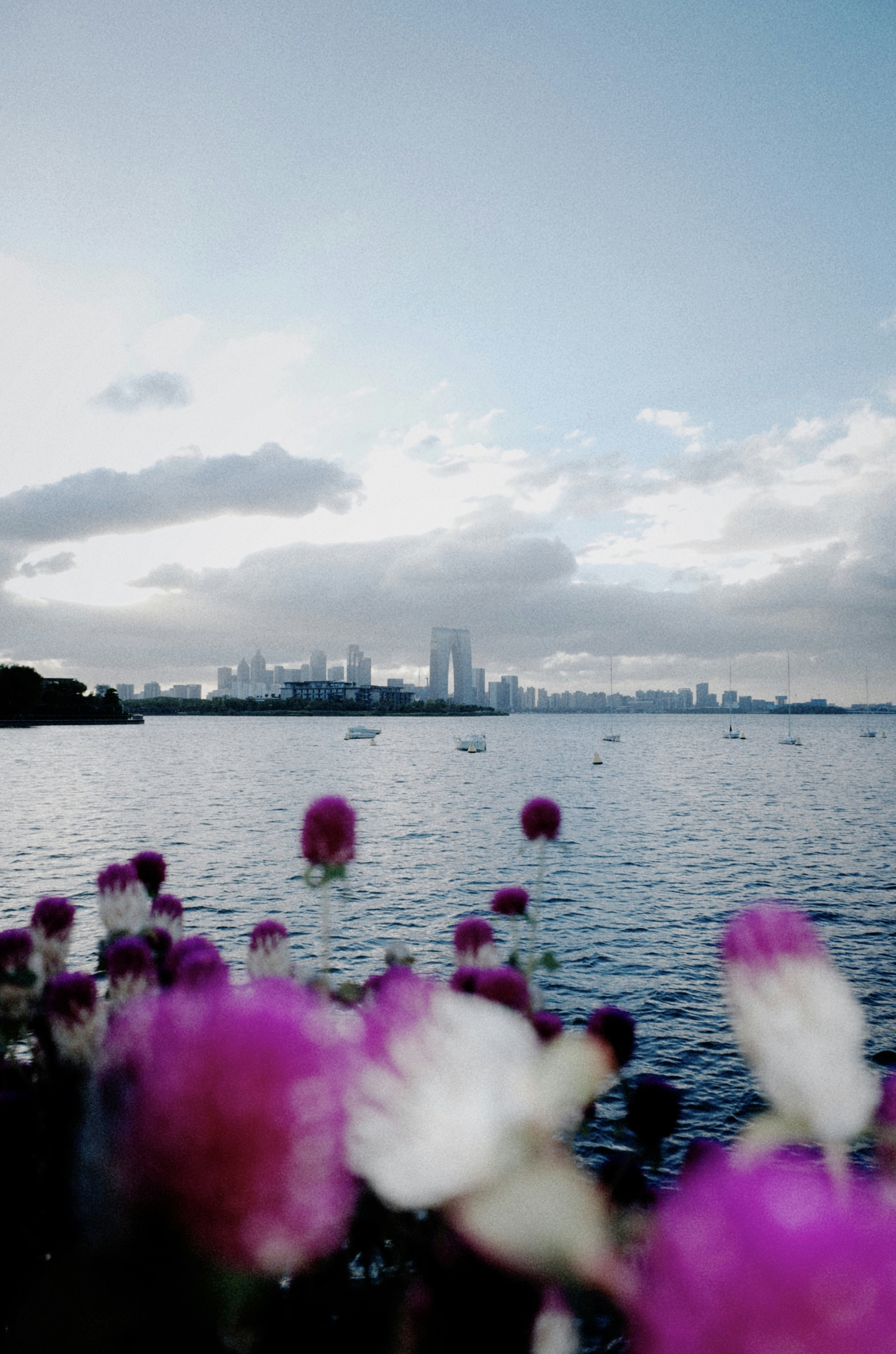 Bloom on the Waterfront: Pink Tip-Top Foreground with City Skyline