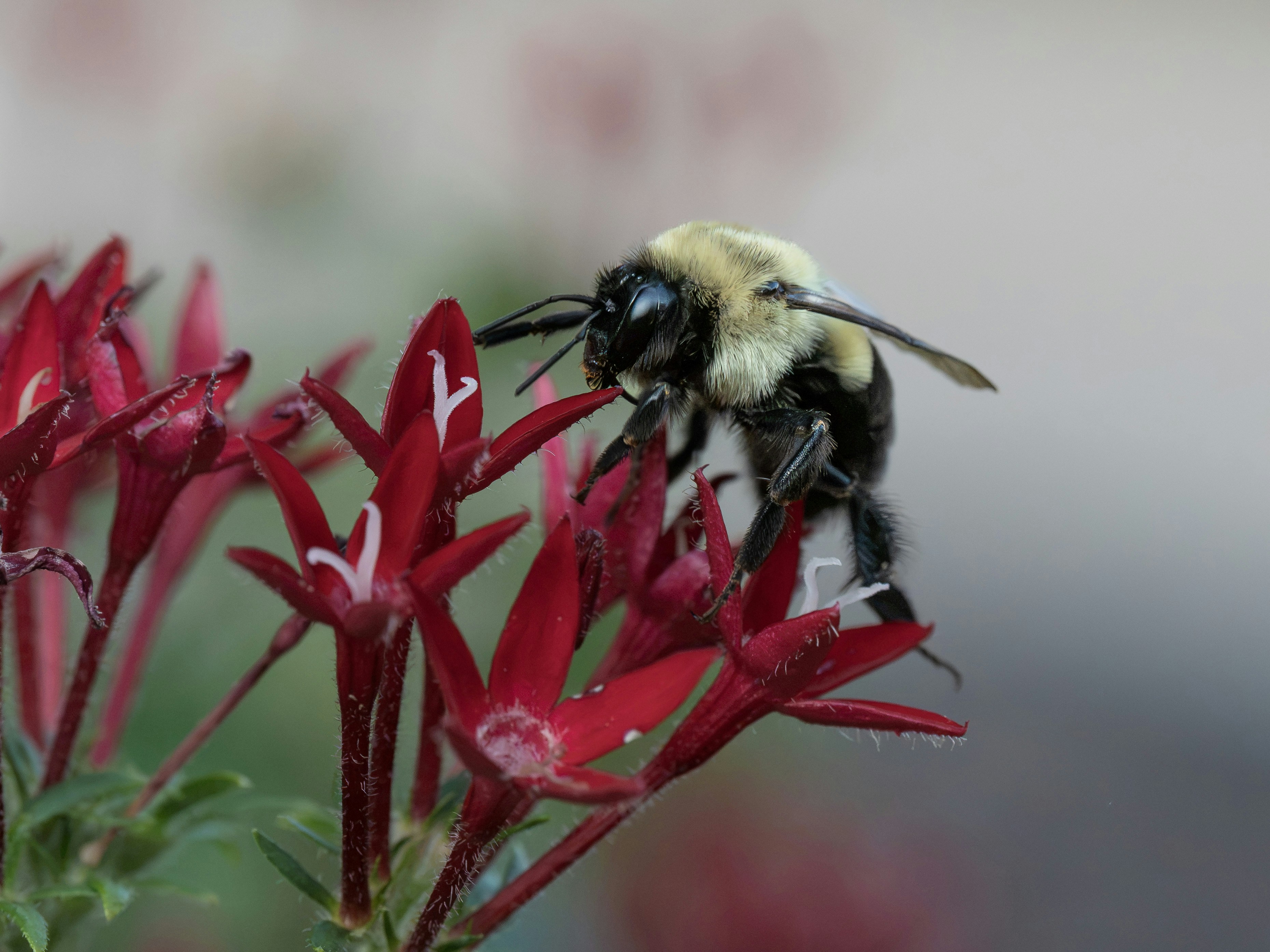 Bumble on Red Bloom: A Delicate Pollination Moment