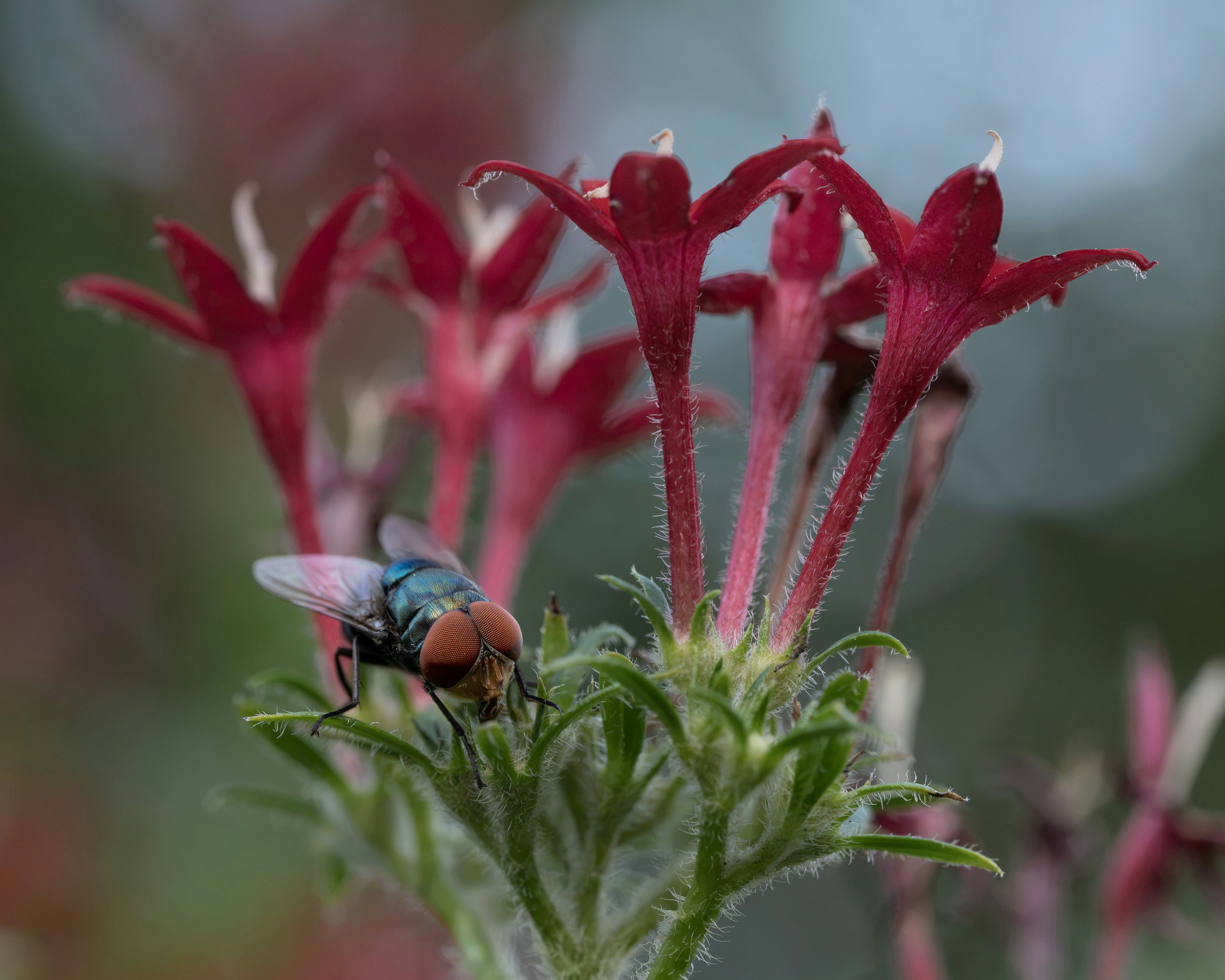 Red-veined flower with a hovering blue-green hoverfly