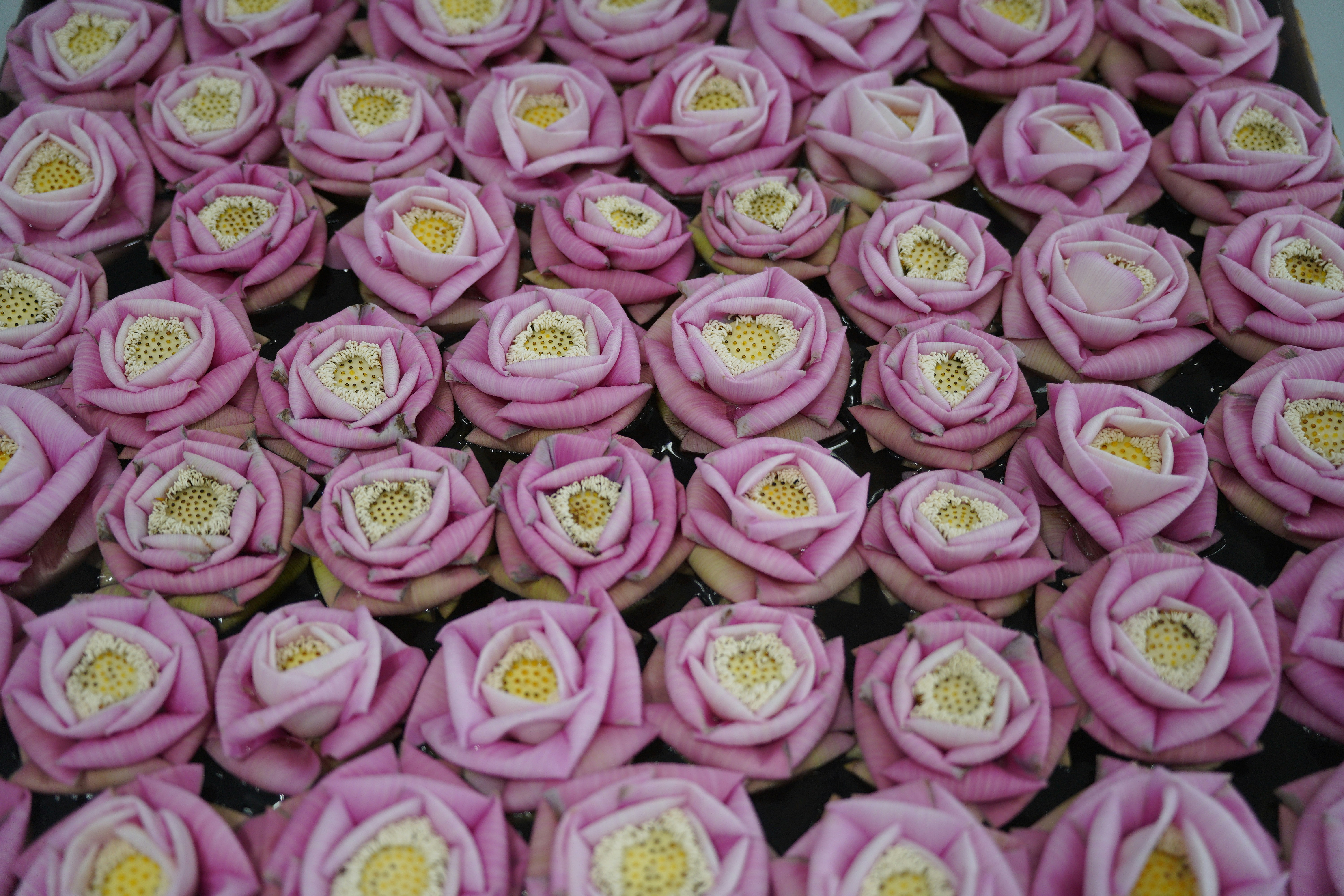 Field of Blush: A Sea of Pink Rosettes